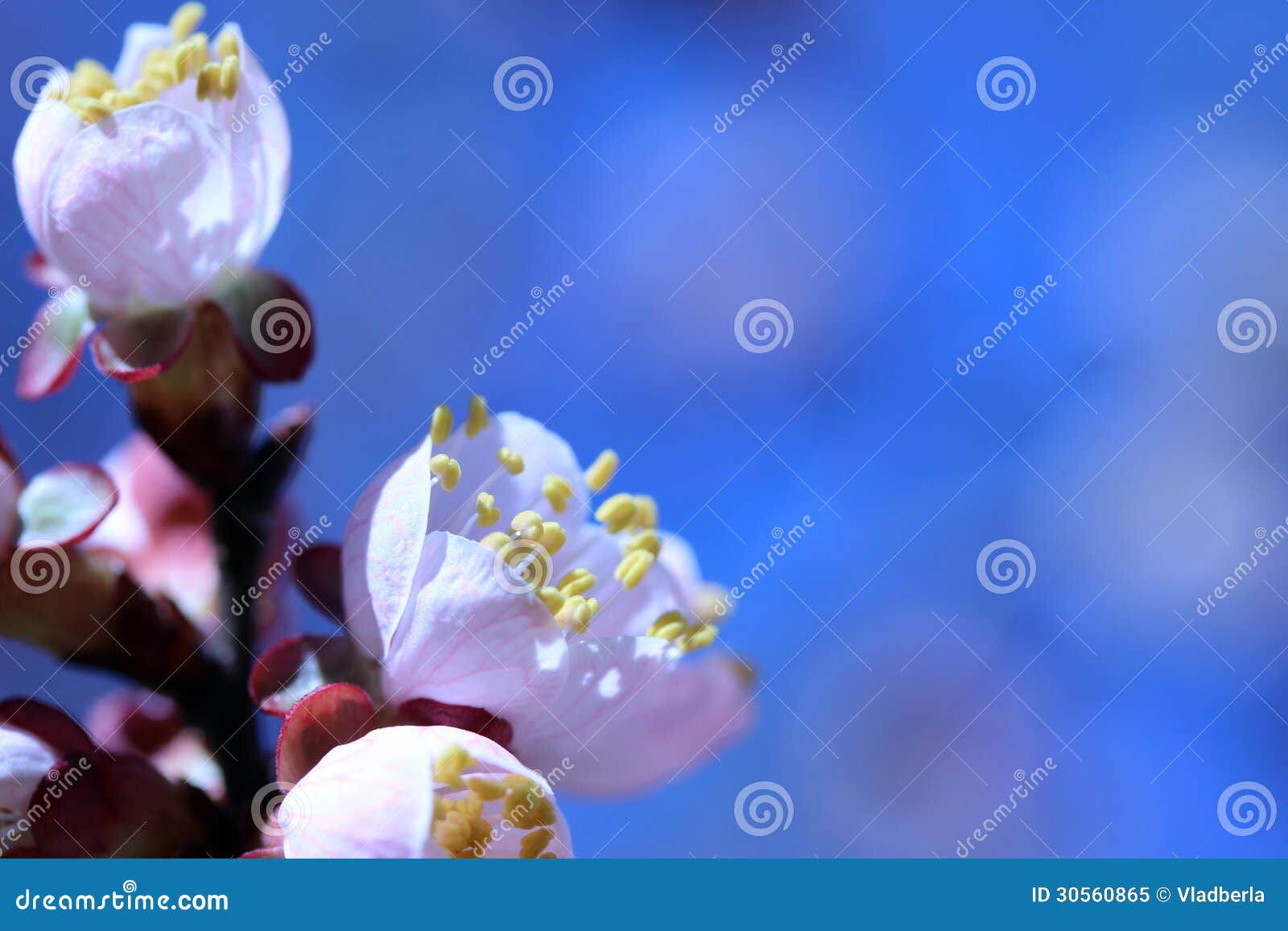 Spring flowering brunch stock image. Image of apricot - 30560865