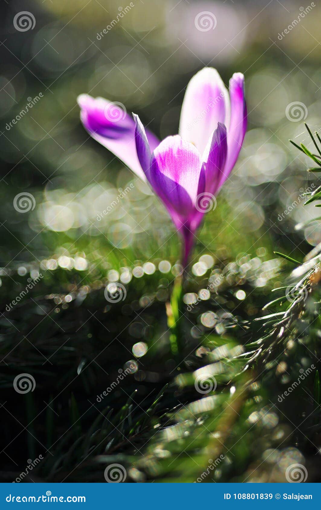Spring Flowering Bulbs of Purple Crocus Flower Stock Image - Image of ...