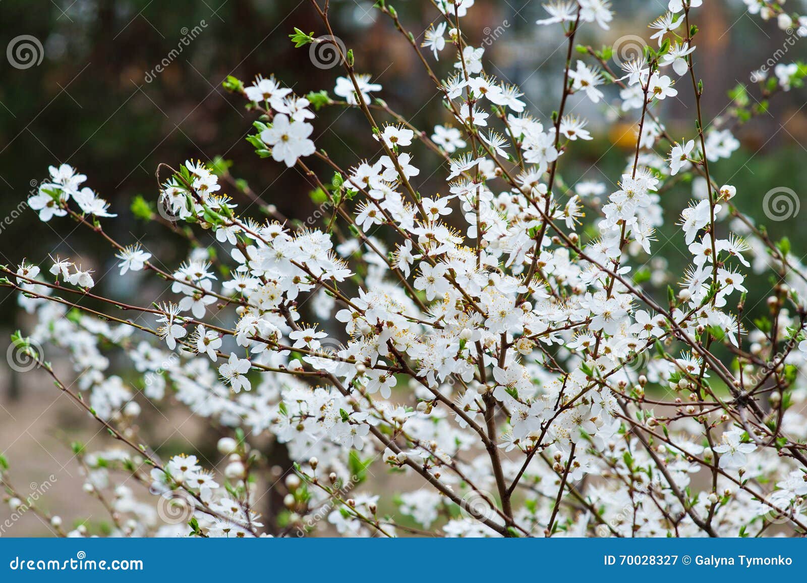 Spring Flowering Cherry Tree in the Garden Stock Image - Image of ...