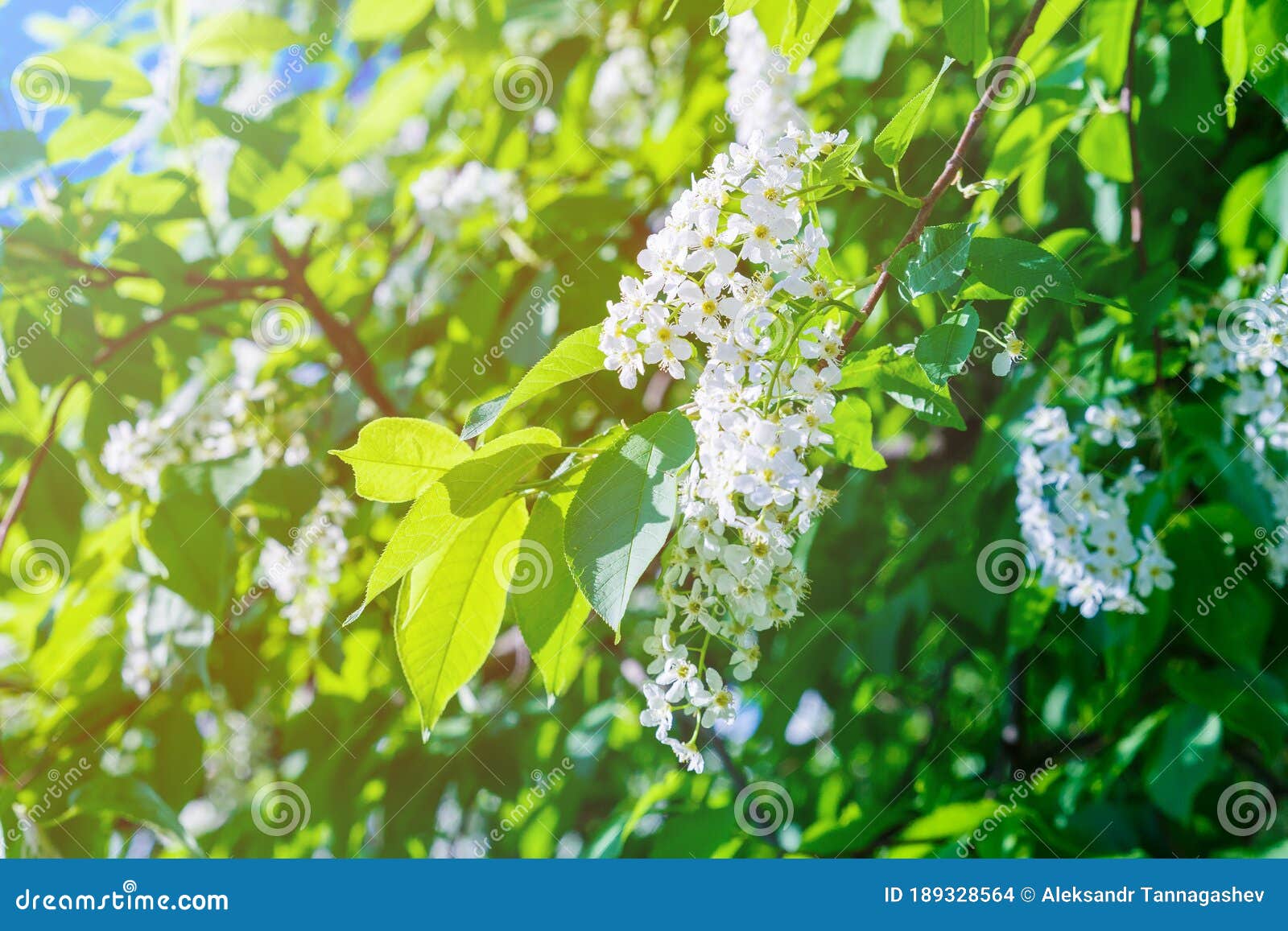 Spring Flowering of the Cherry Tree Stock Photo - Image of botany ...