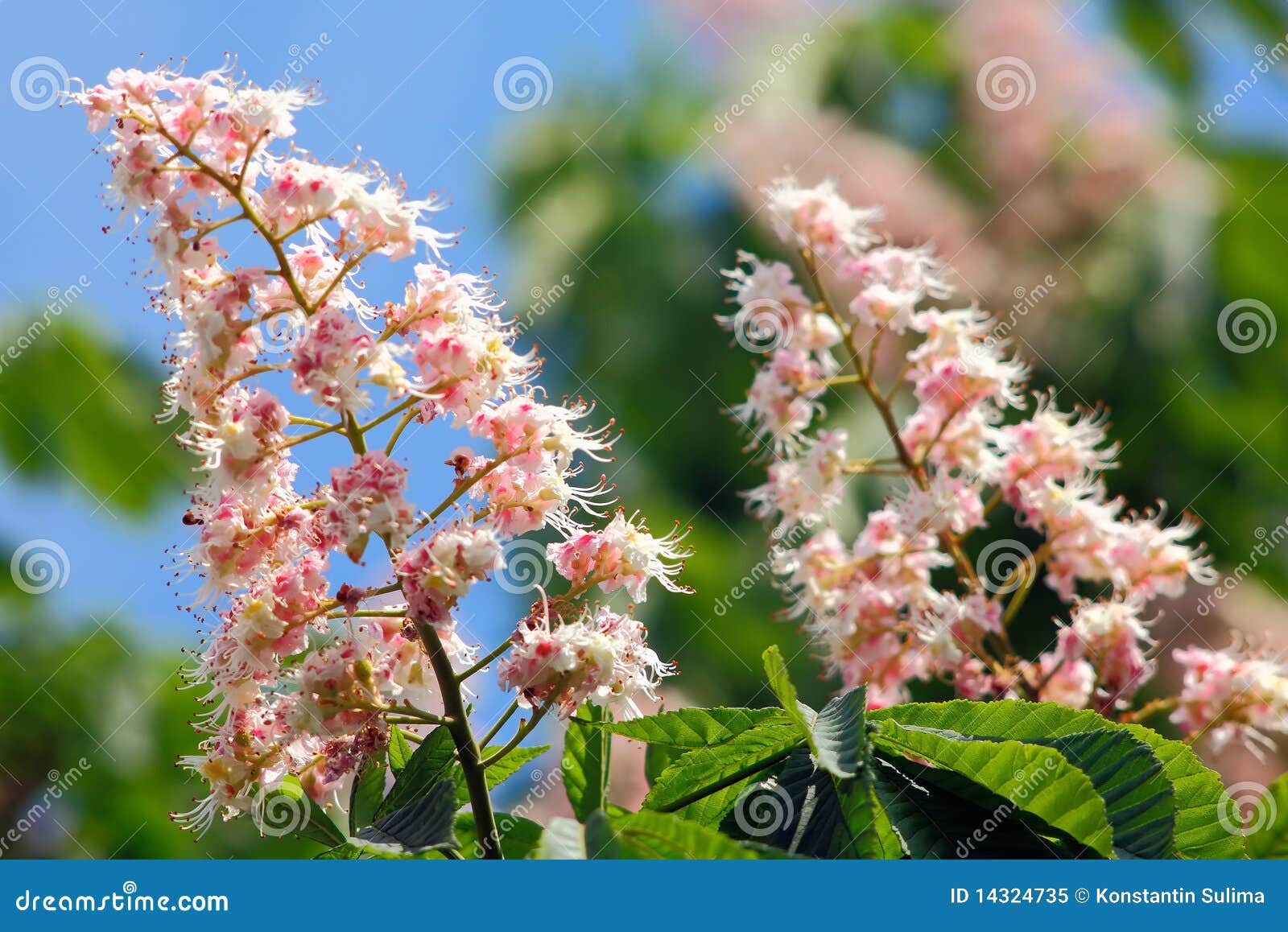 Spring flowering chestnut stock image. Image of chestnut - 14324735