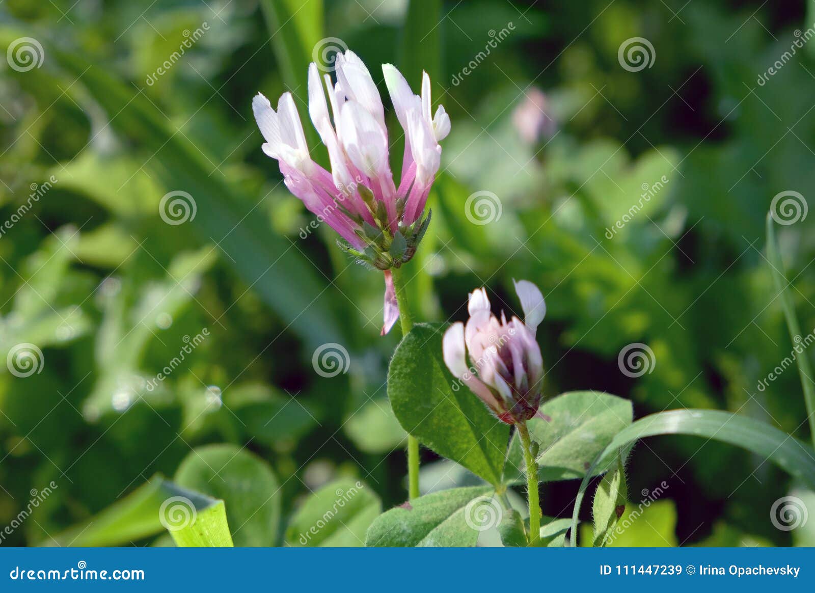 Spring flowering of clover stock image. Image of flowering - 111447239