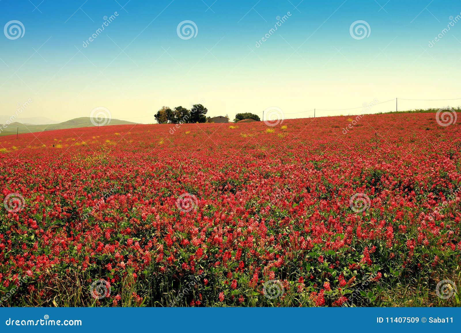 Spring Flowering Colorful Prairie Landscape Stock Image - Image of ...