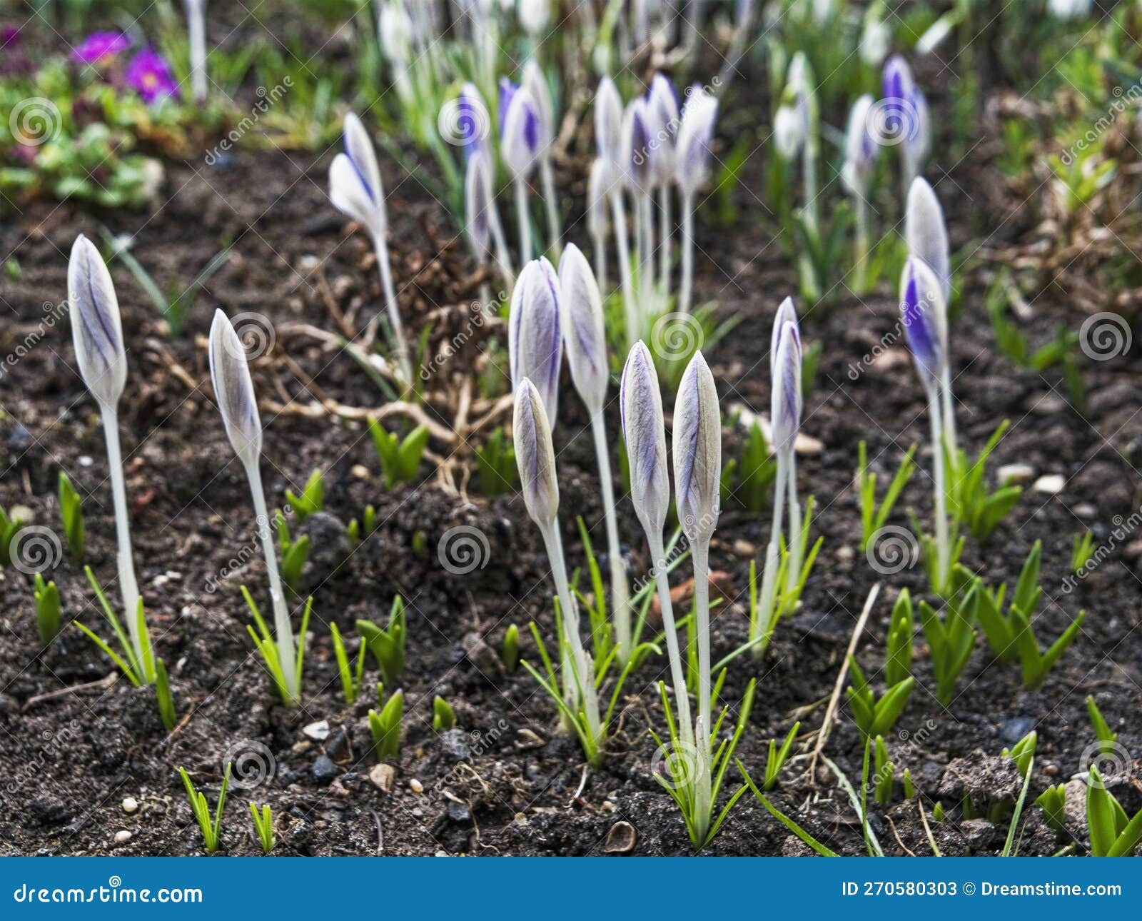 Spring Flowering Crocus Plants Stock Image - Image of spring, plants ...