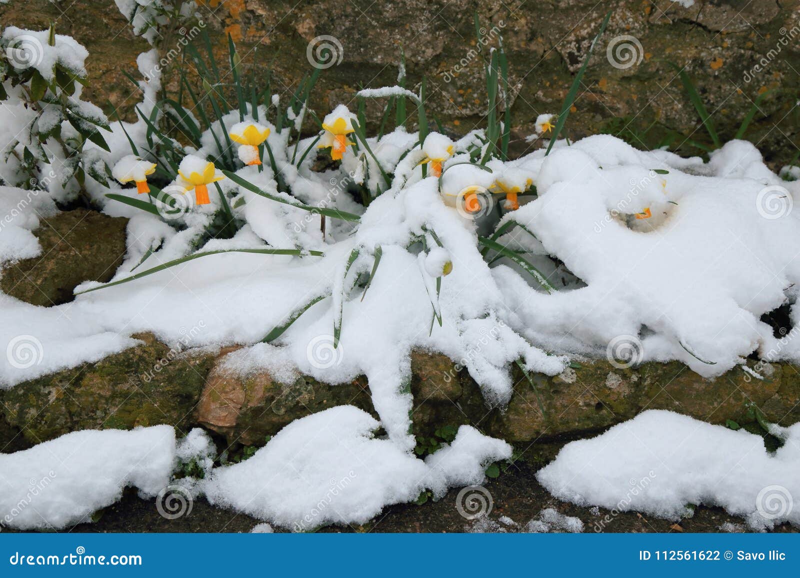 Spring flowering daffodils stock photo. Image of flowering - 112561622 Spring flowering daffodils stock photo. Image of flowering - 112561622
