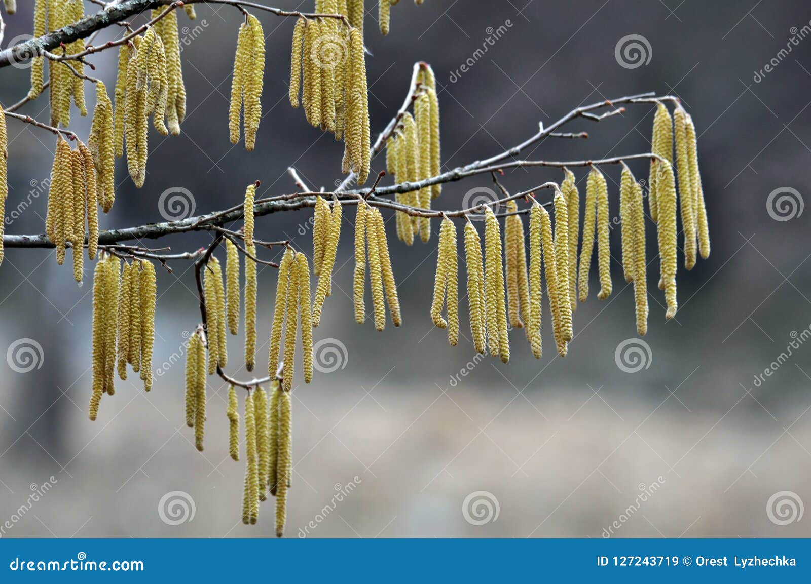 Spring flowering hazel stock image. Image of springtime - 127243719