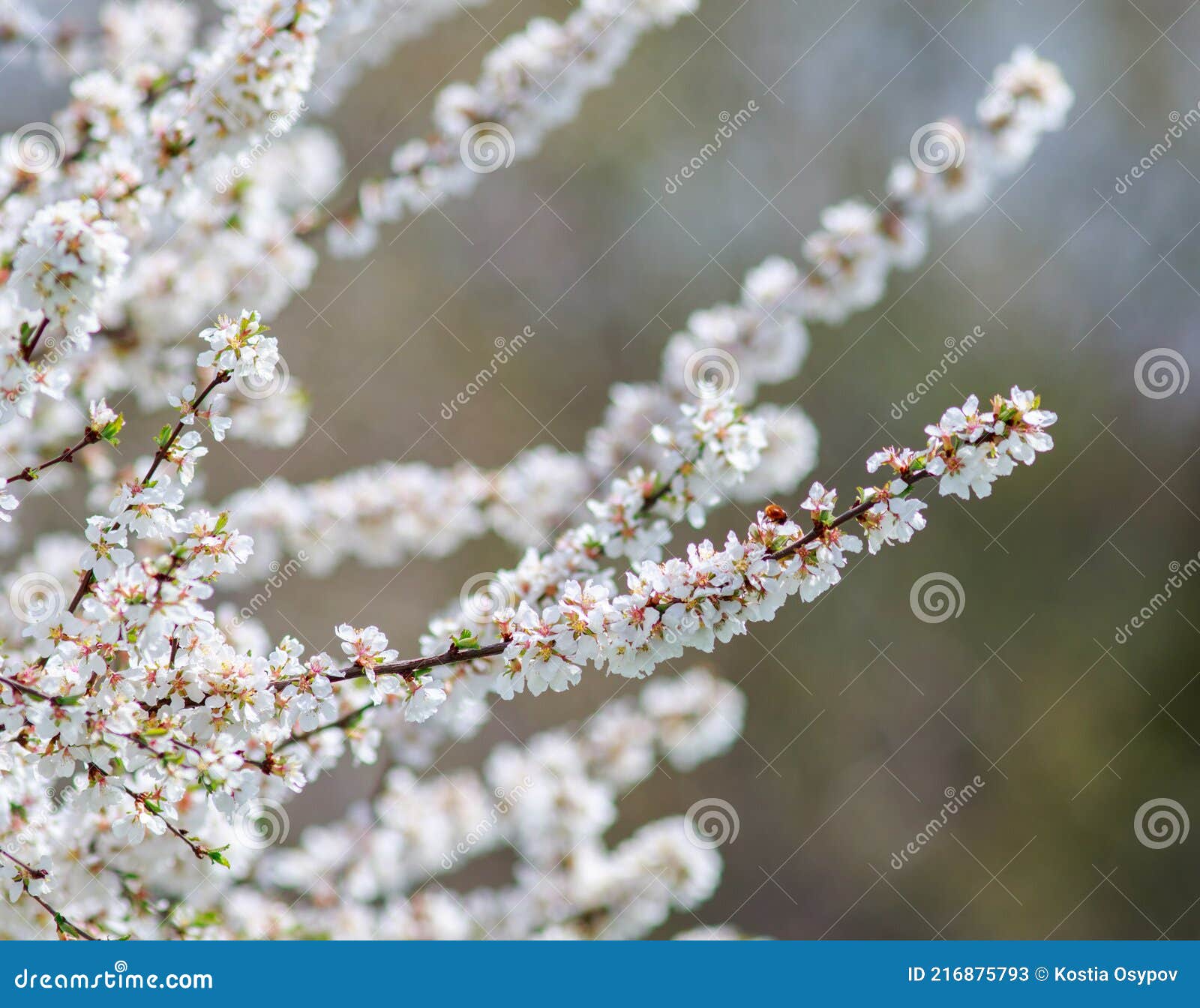 Spring Flowering of Fruit Branches of Trees Awakening of Nature Stock ...