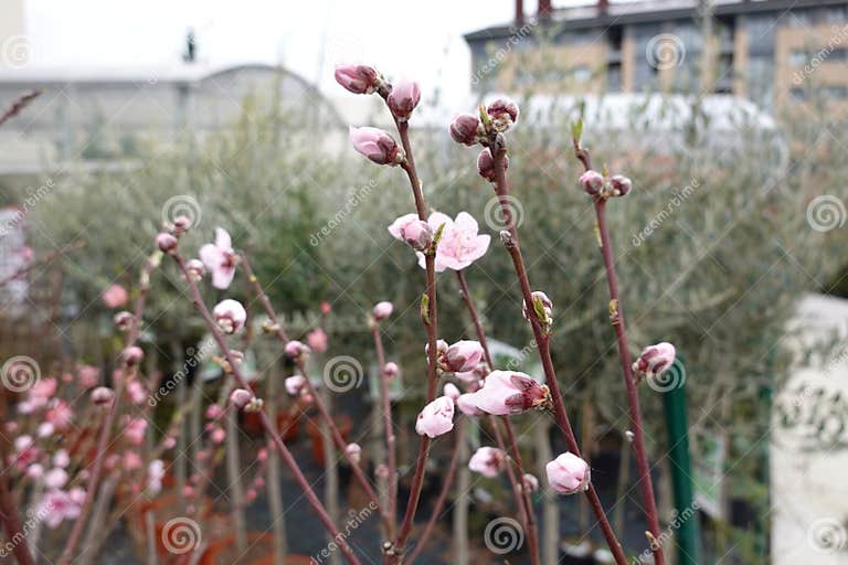 Spring Flowering of Fruit Trees. First Buds of Fruit Tree Flowers Stock ...