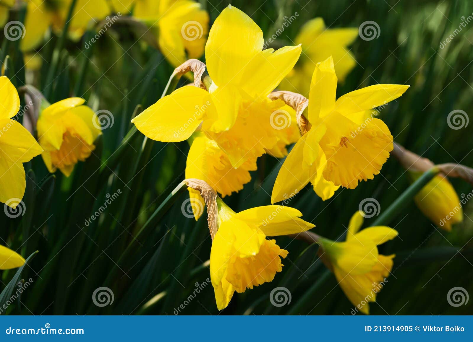 Spring Flowering Glade of Yellow Daffodils Close View Stock Image ...