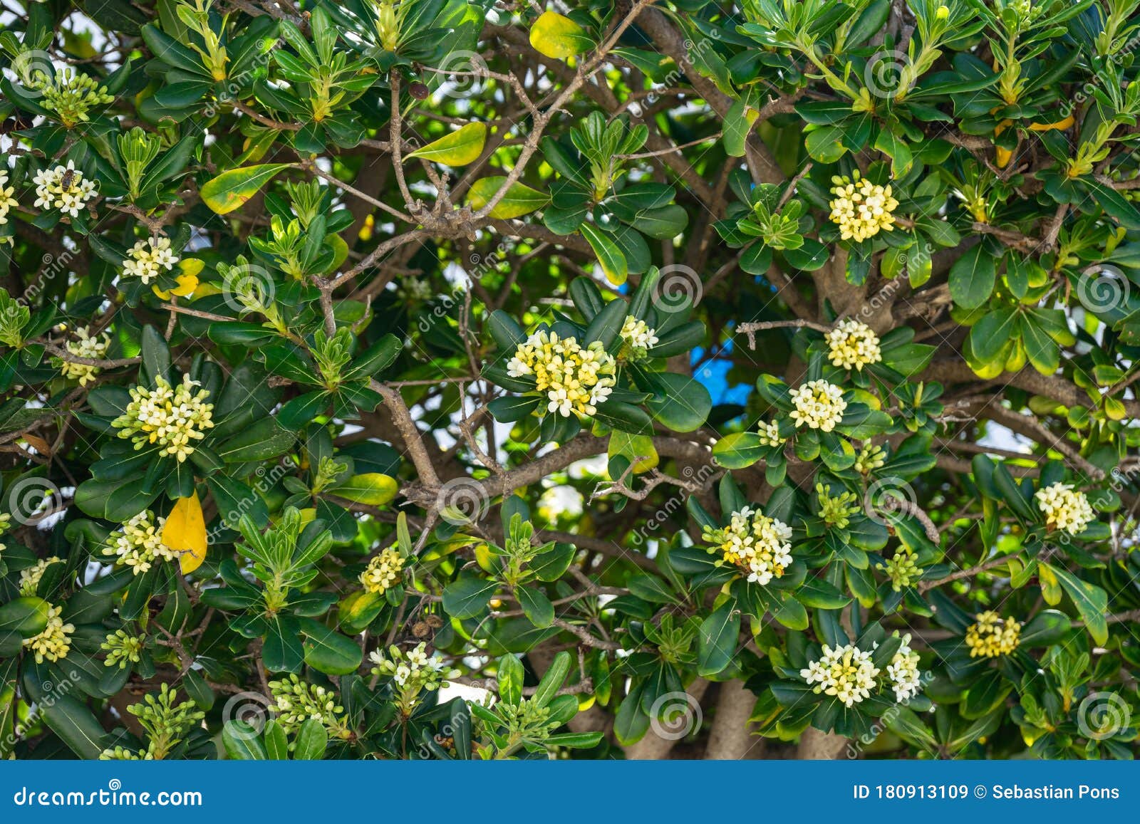 SPRING-FLOWERING HEDGE, Color Stock Image - Image of hedges, menorca ...