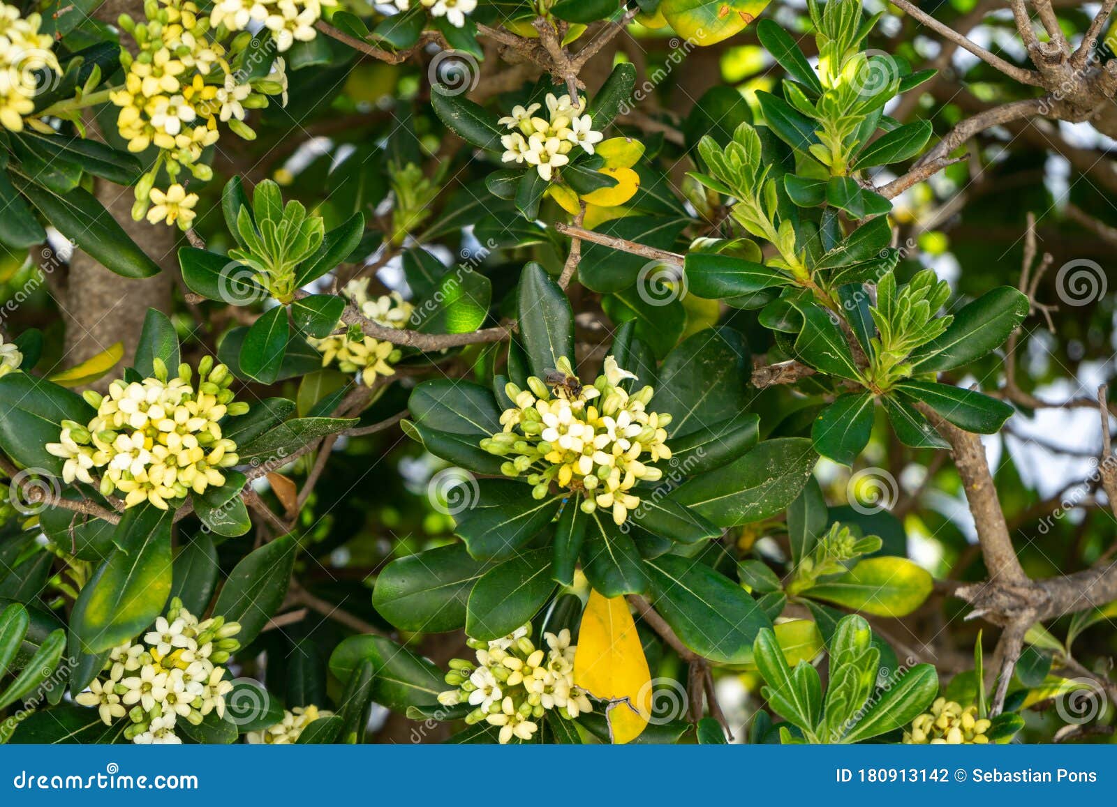 Spring-flowering Hedge, Garden Menorca, Mediterranean Stock Photo ...