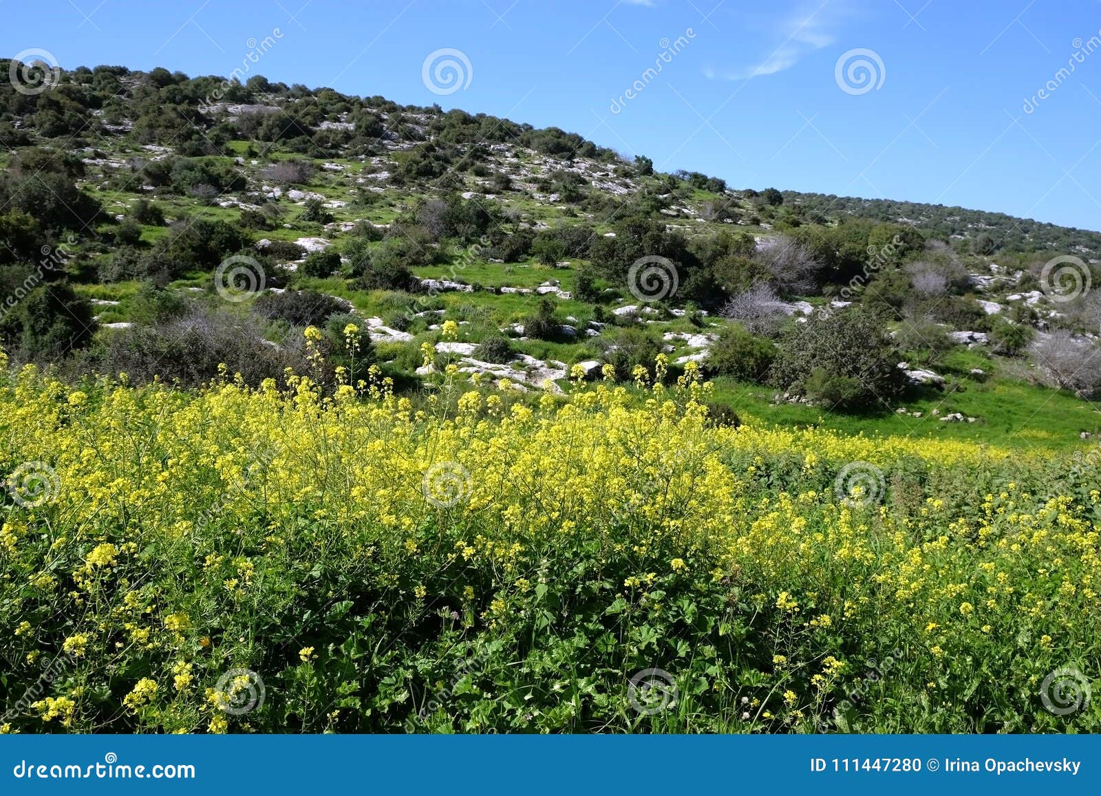 Spring Flowering in the Hills of the Hebron Highlands Stock Photo ...
