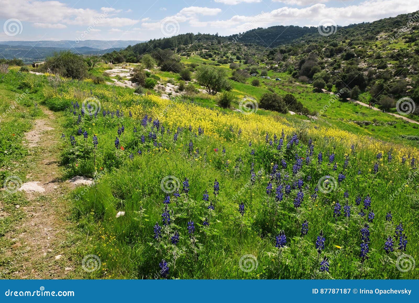 Spring Flowering on the Hills Stock Image - Image of bush, countryside ...