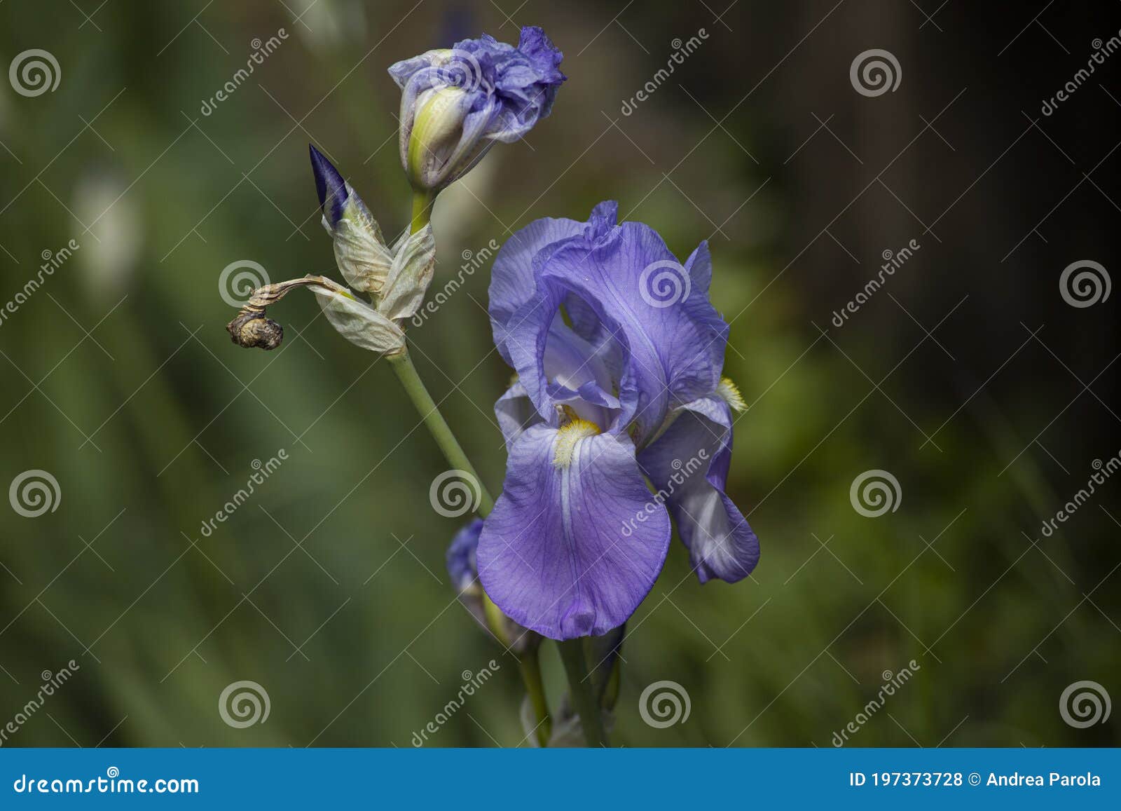 Spring Flowering of the Iris Stock Photo - Image of flowers, decoration ...
