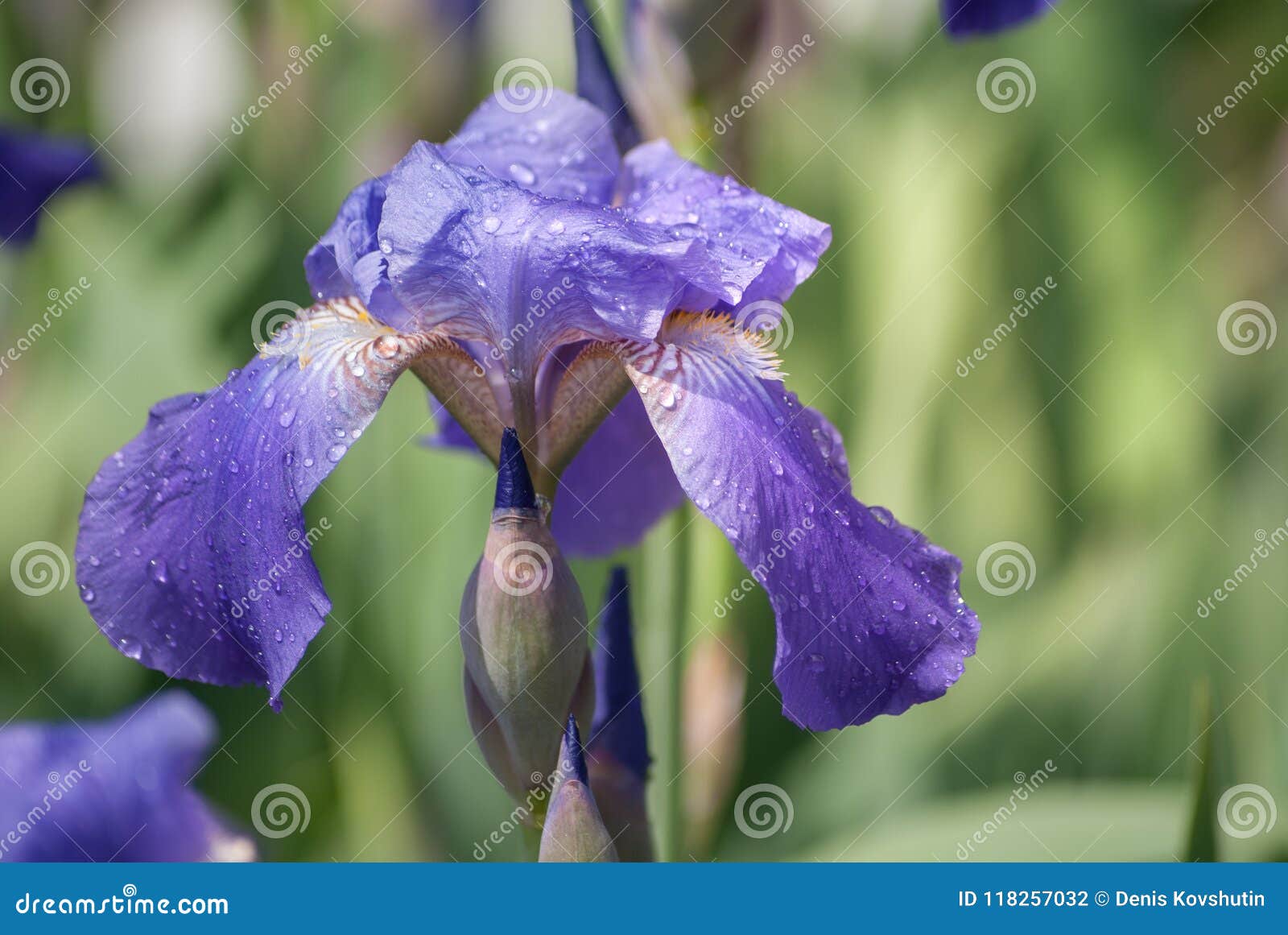 Spring Flowering of Iris in Rain Drops Close-up Stock Photo - Image of ...