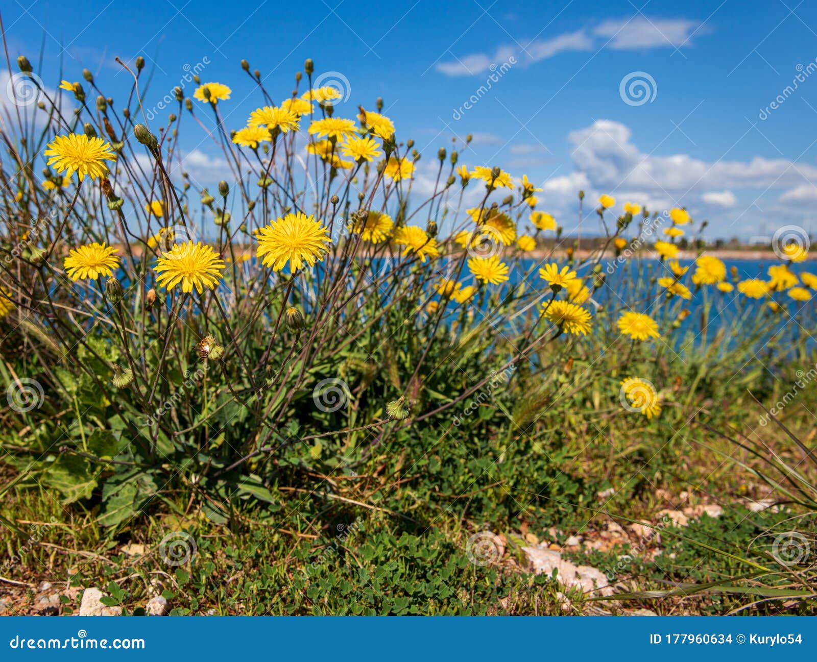 Spring Flowering Leontodon Hispidus Plant Known As Bristly Hawkbit and ...