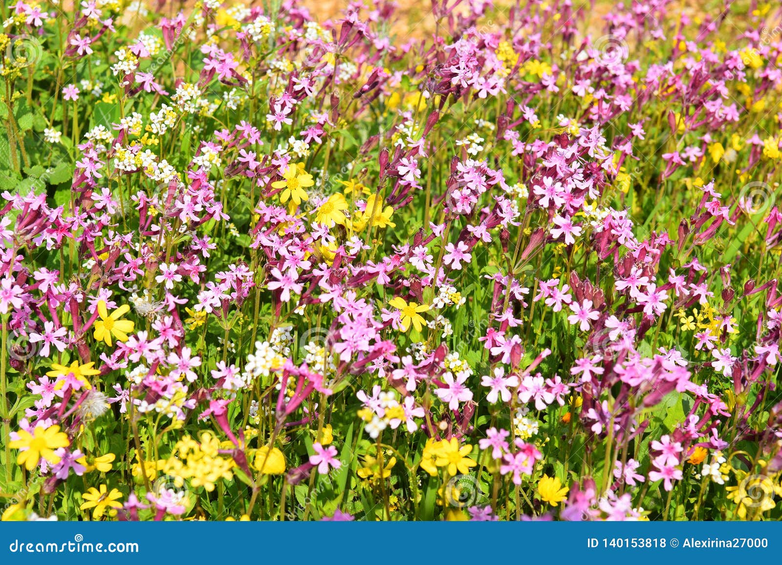 Spring Flowering in the Lower Galilee, Israel Stock Photo - Image of ...