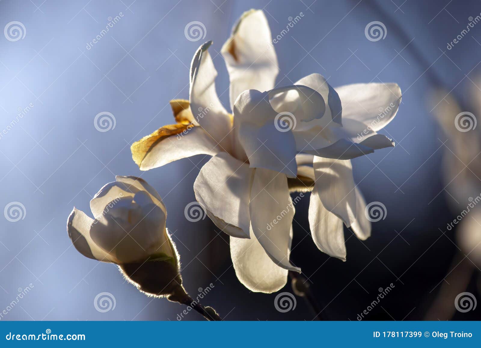Spring Flowering Magnolia Tree. Fragrant Flower Stock Image - Image of ...