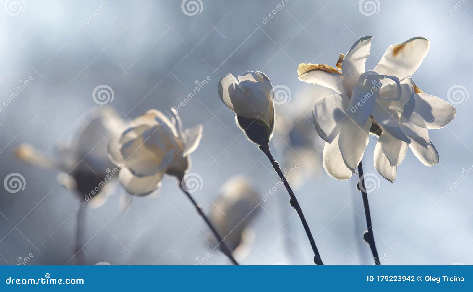 Spring Flowering Magnolia Tree. Fragrant Flower Stock Photo - Image of ...