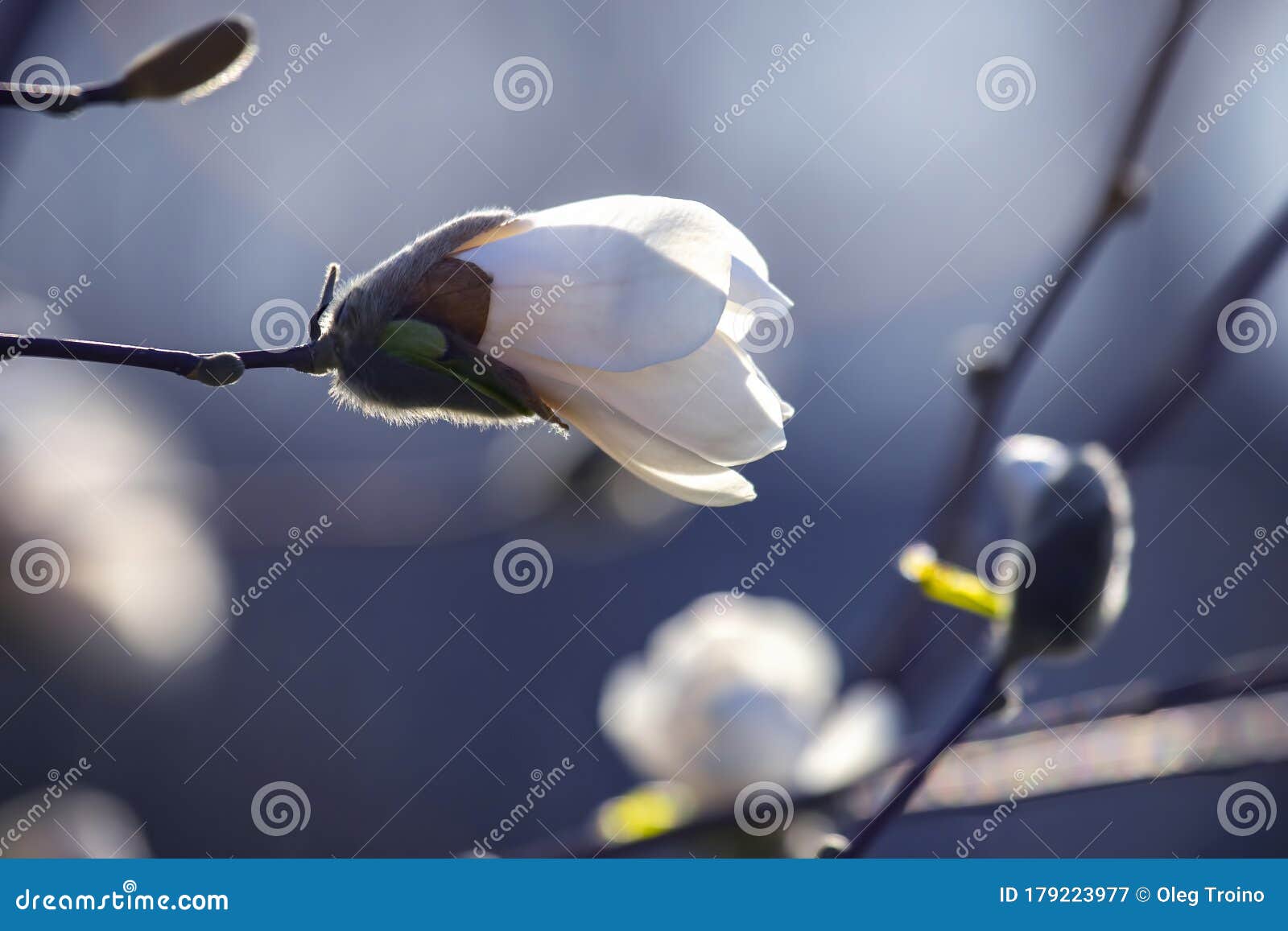 Spring Flowering Magnolia Tree. Fragrant Flower Stock Image - Image of ...