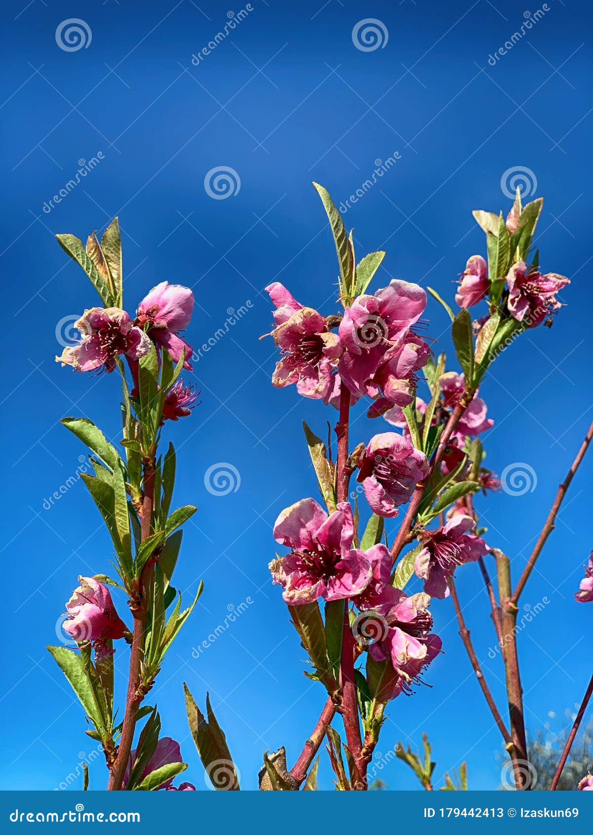Spring flowering nectarine stock image. Image of nectarine - 179442413