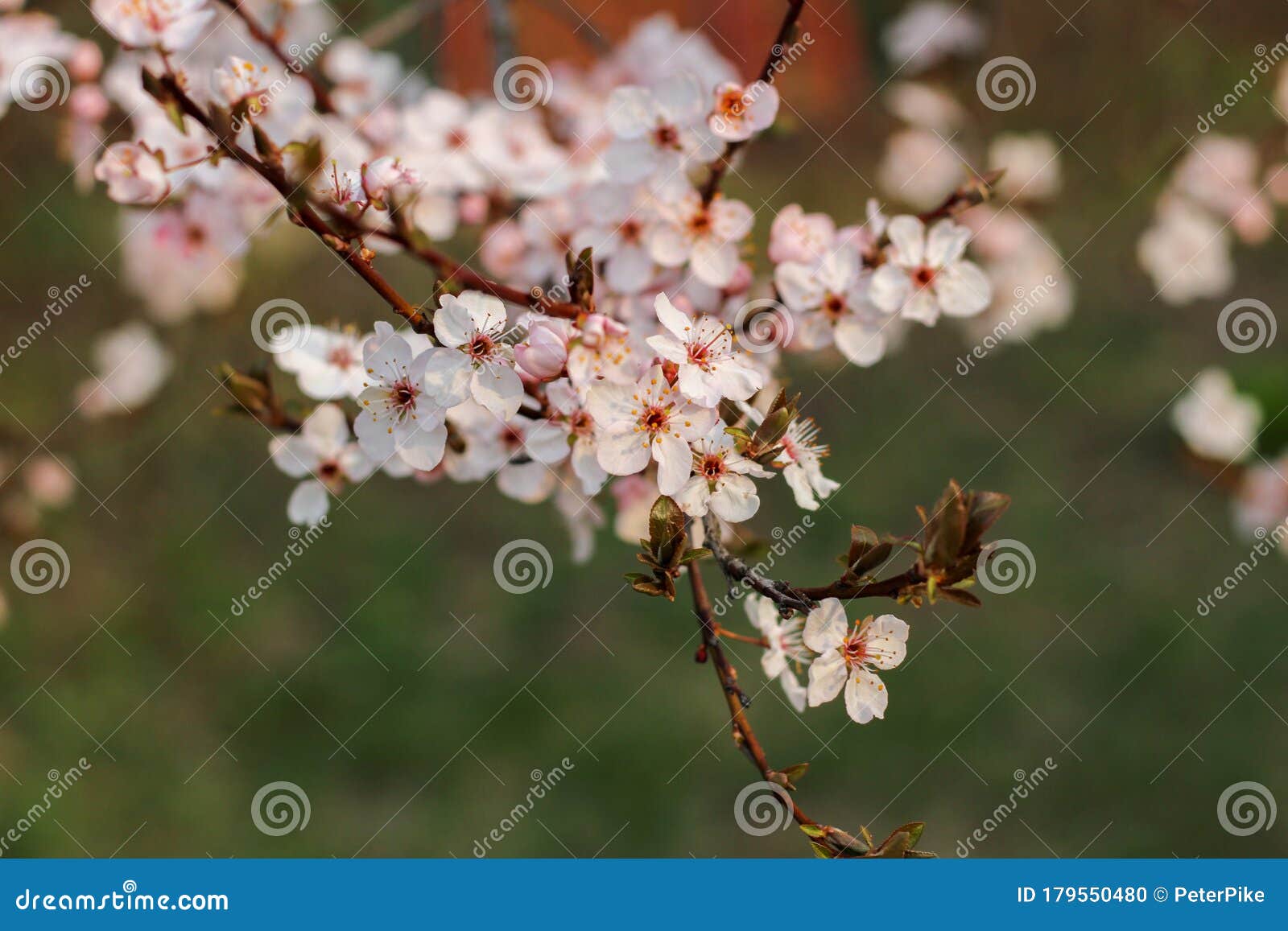 Spring Flowering in Orchard on Blurry Background Stock Photo - Image of ...