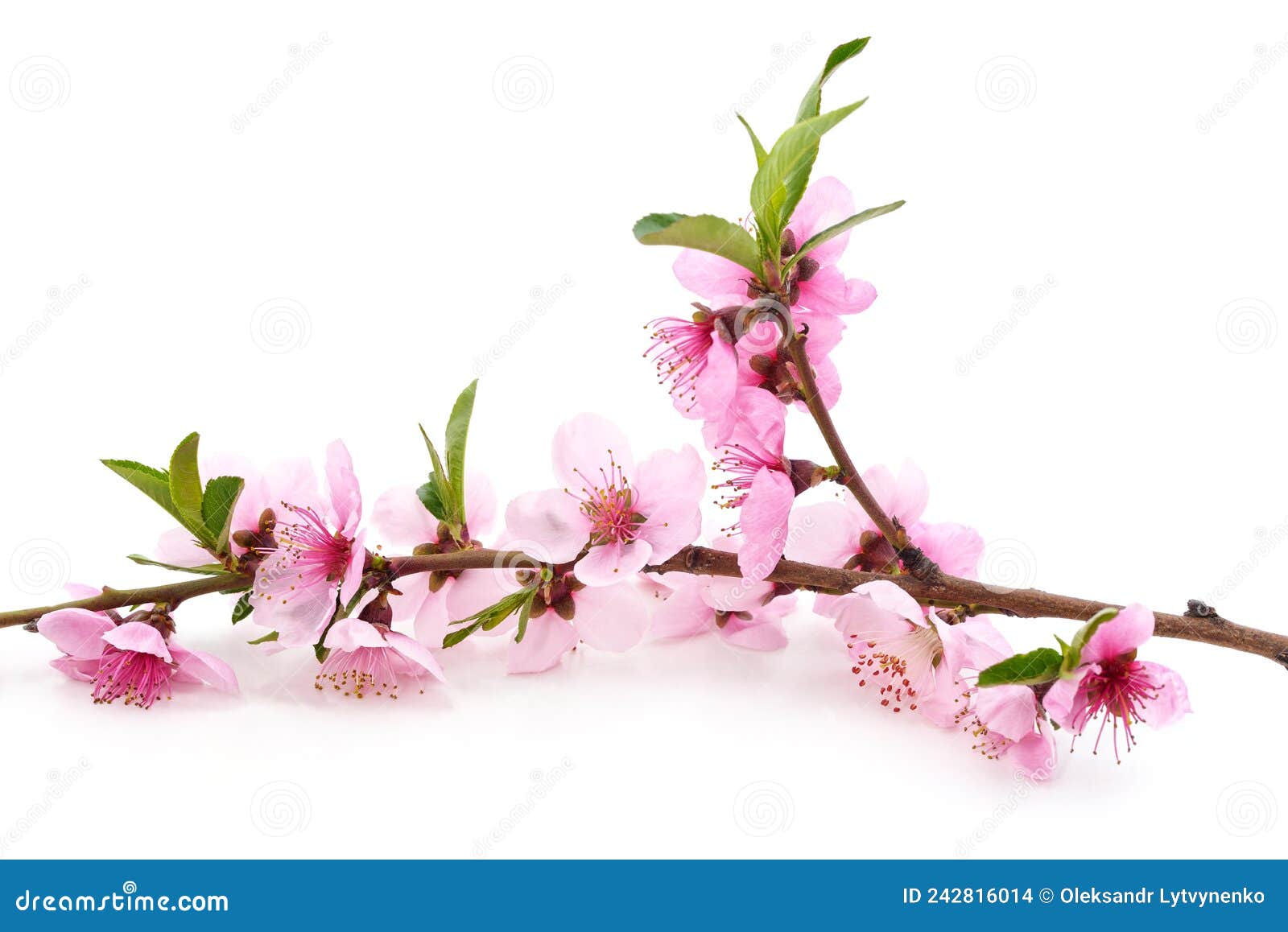 Spring Flowering with Peach Branch Stock Photo - Image of nature, aroma ...
