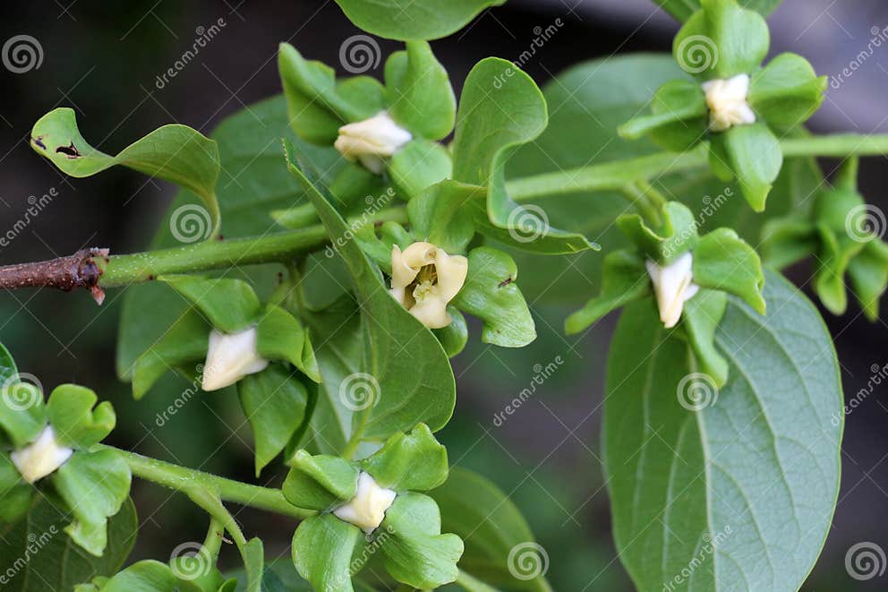 Spring Flowering of Persimmons Stock Photo - Image of food, kaki: 320230758