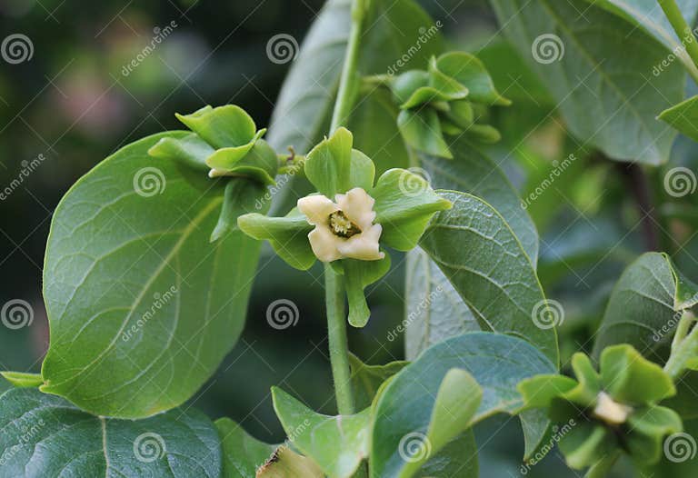 Spring Flowering of Persimmons Stock Image - Image of blossoms ...