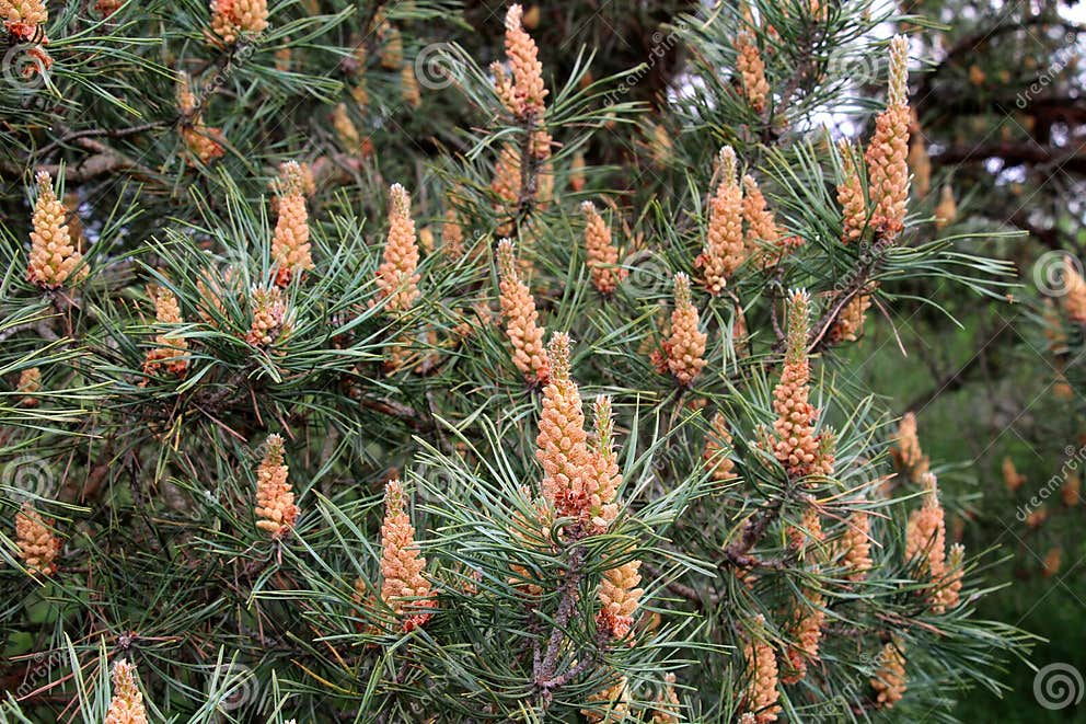Spring Flowering of a Pine Tree Stock Image - Image of green, flora ...