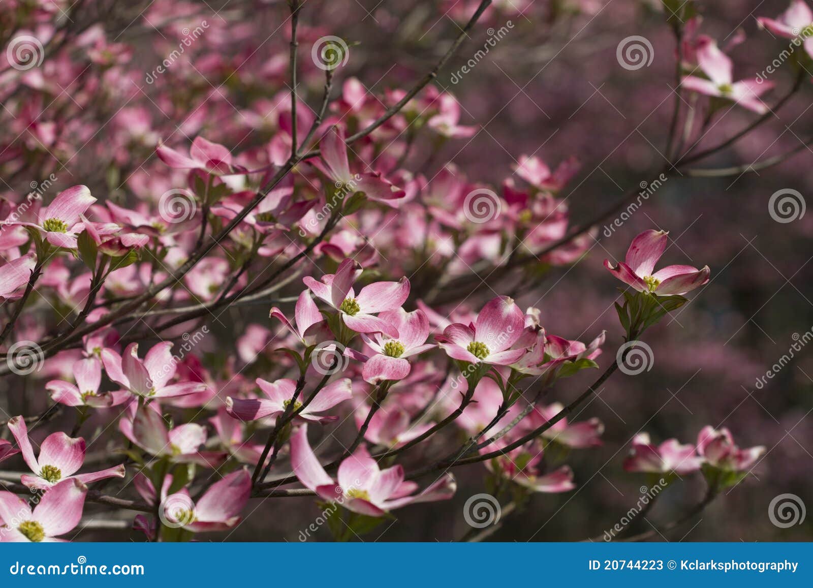 Spring Flowering Pink Dogwood Blossoms Stock Image - Image of spring ...