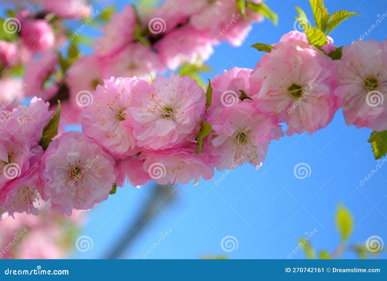 Spring Flowering of Pink Sakura in Ukraine (flowering Cherry) Stock ...