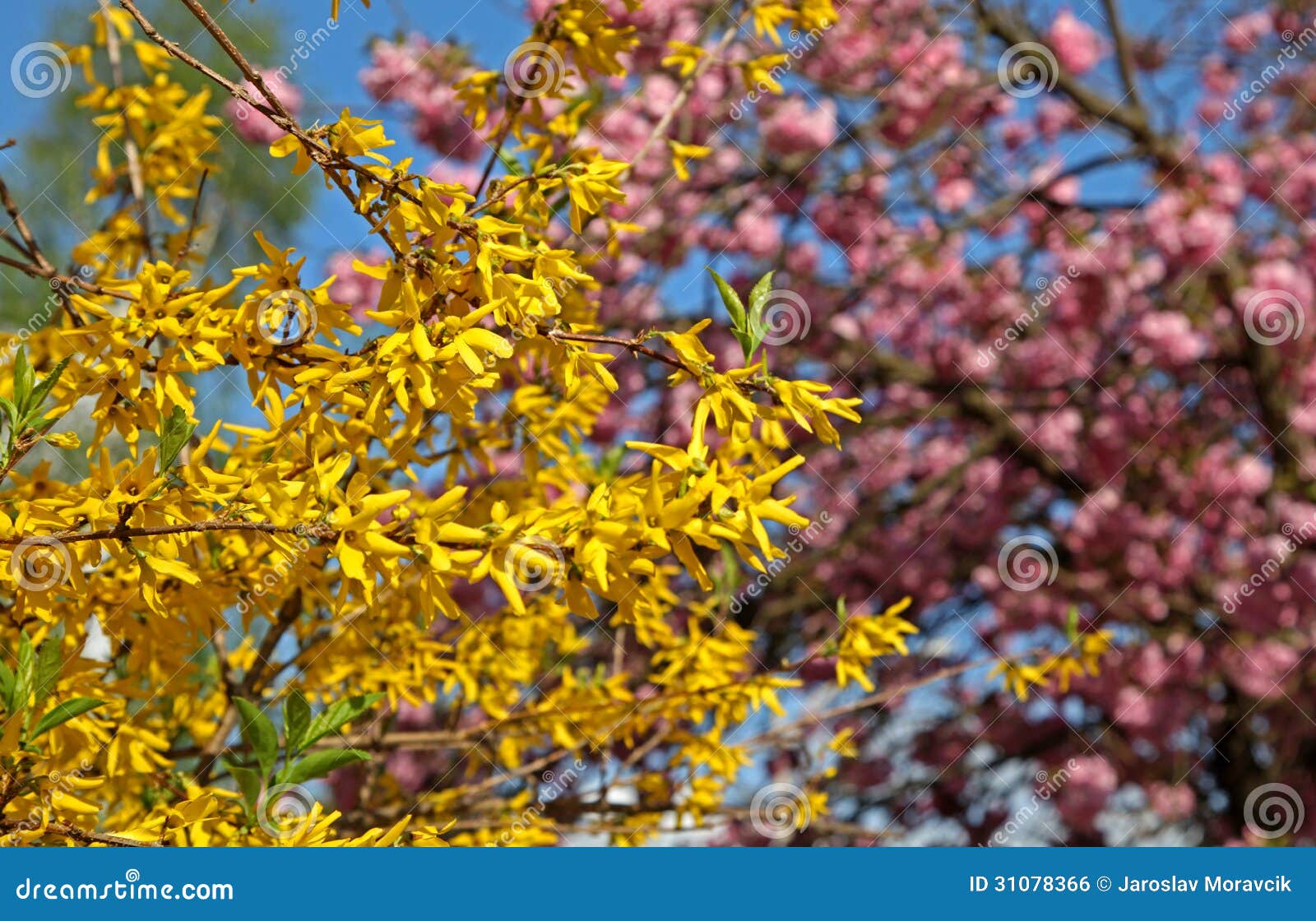 Spring - flowering tree stock photo. Image of plant, blooming - 31078366