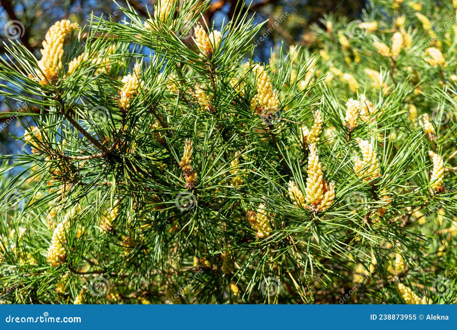 Spring Flowering Trees. Blooming Pine Tree Stock Image - Image of ...