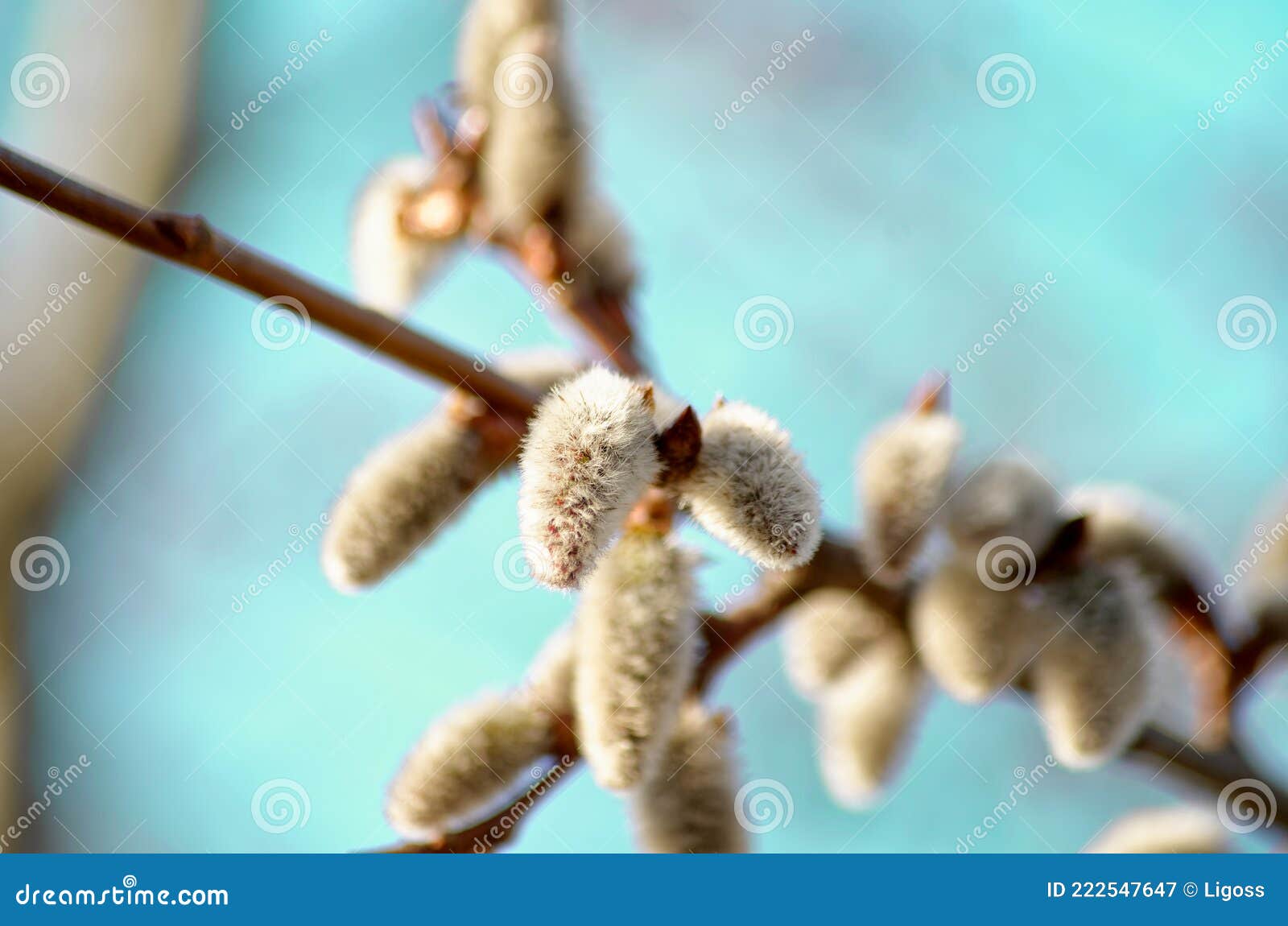 Spring flowering trees stock image. Image of spring - 222547647