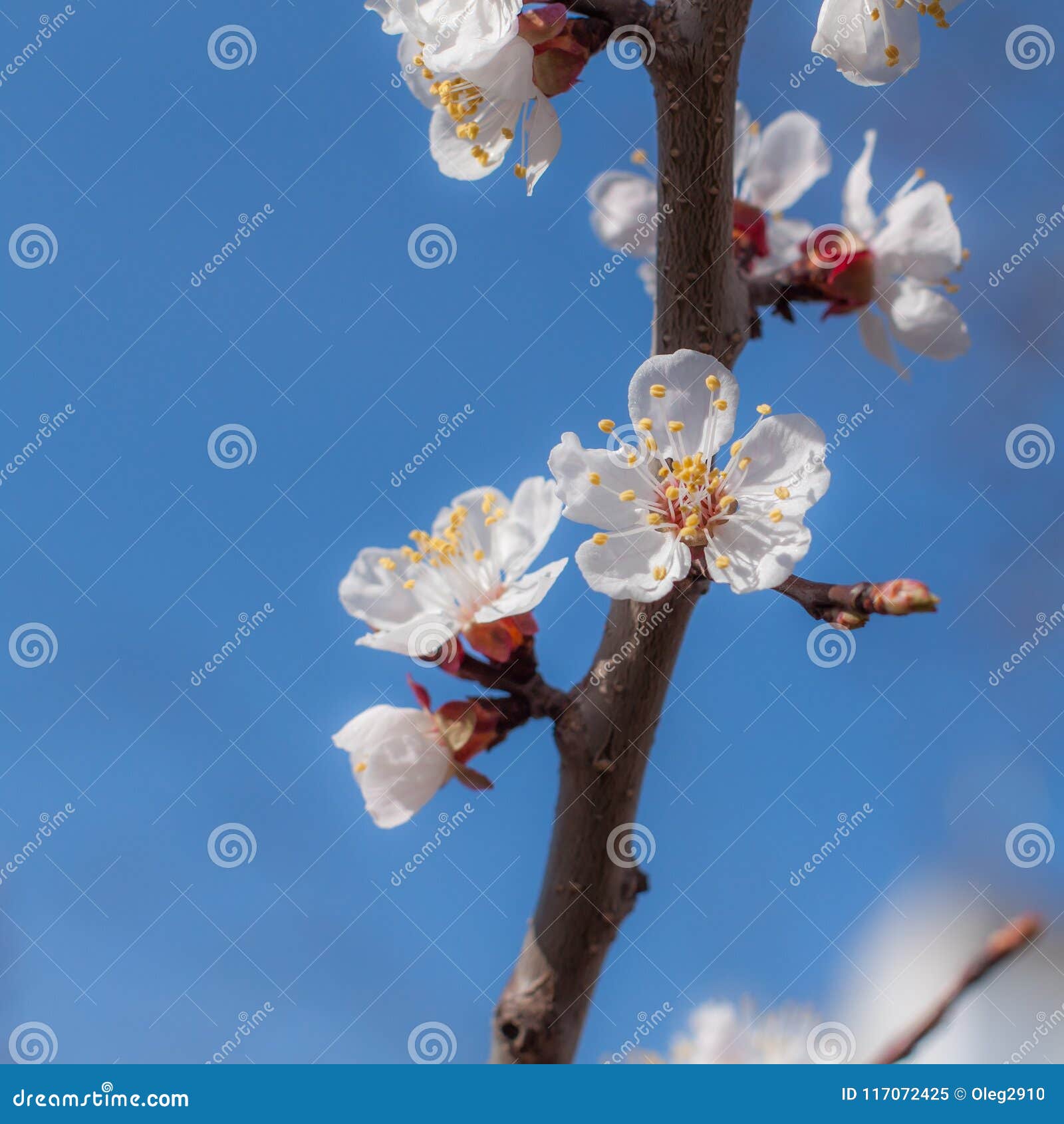 Spring Flowering Trees on the Blue Sky Stock Image - Image of beauty ...