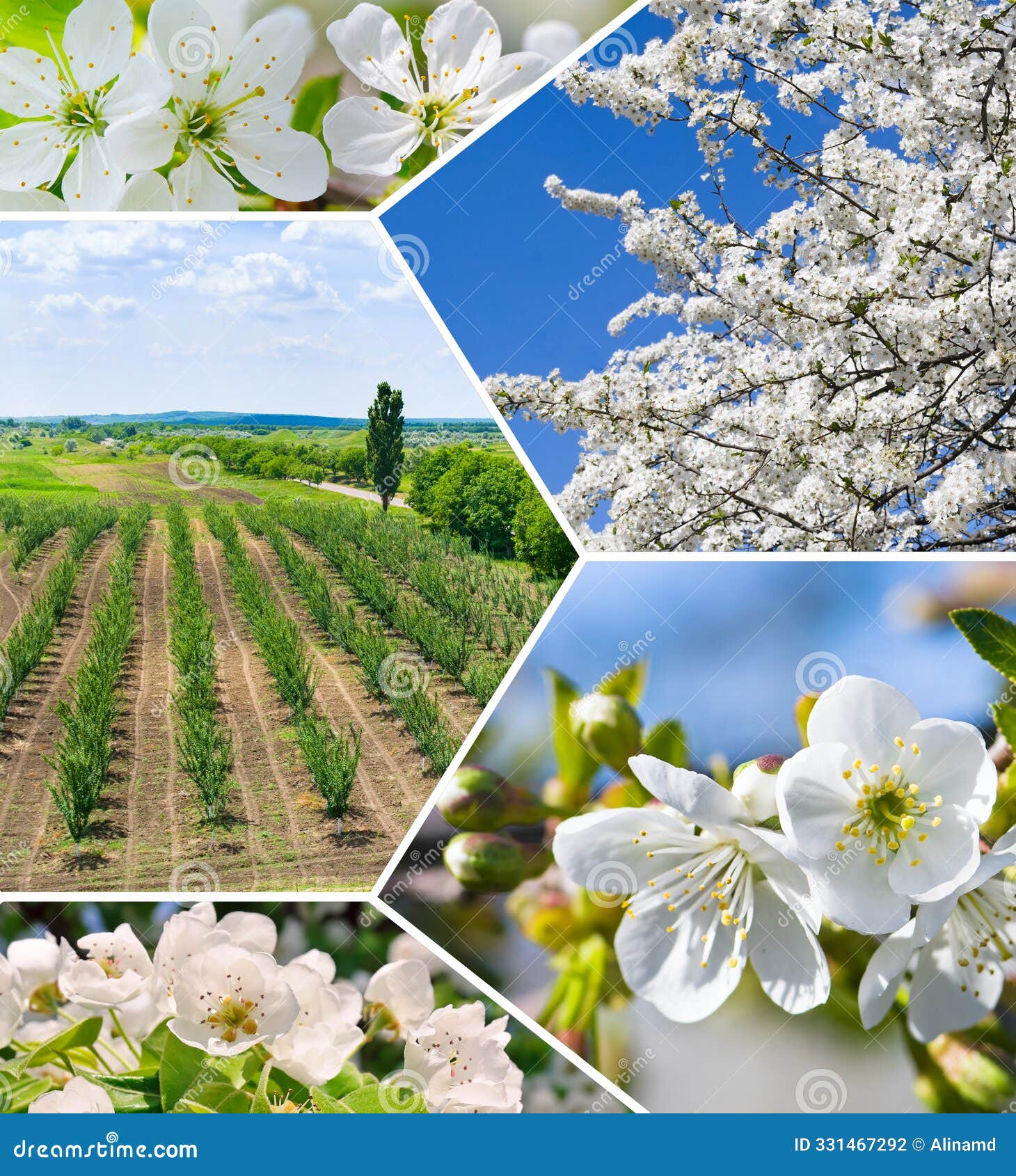 Spring Flowering Trees. Collage Stock Photo - Image of nature, orchard ...