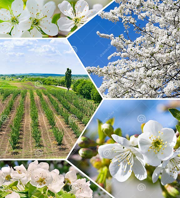 Spring Flowering Trees. Collage Stock Photo - Image of nature, orchard ...