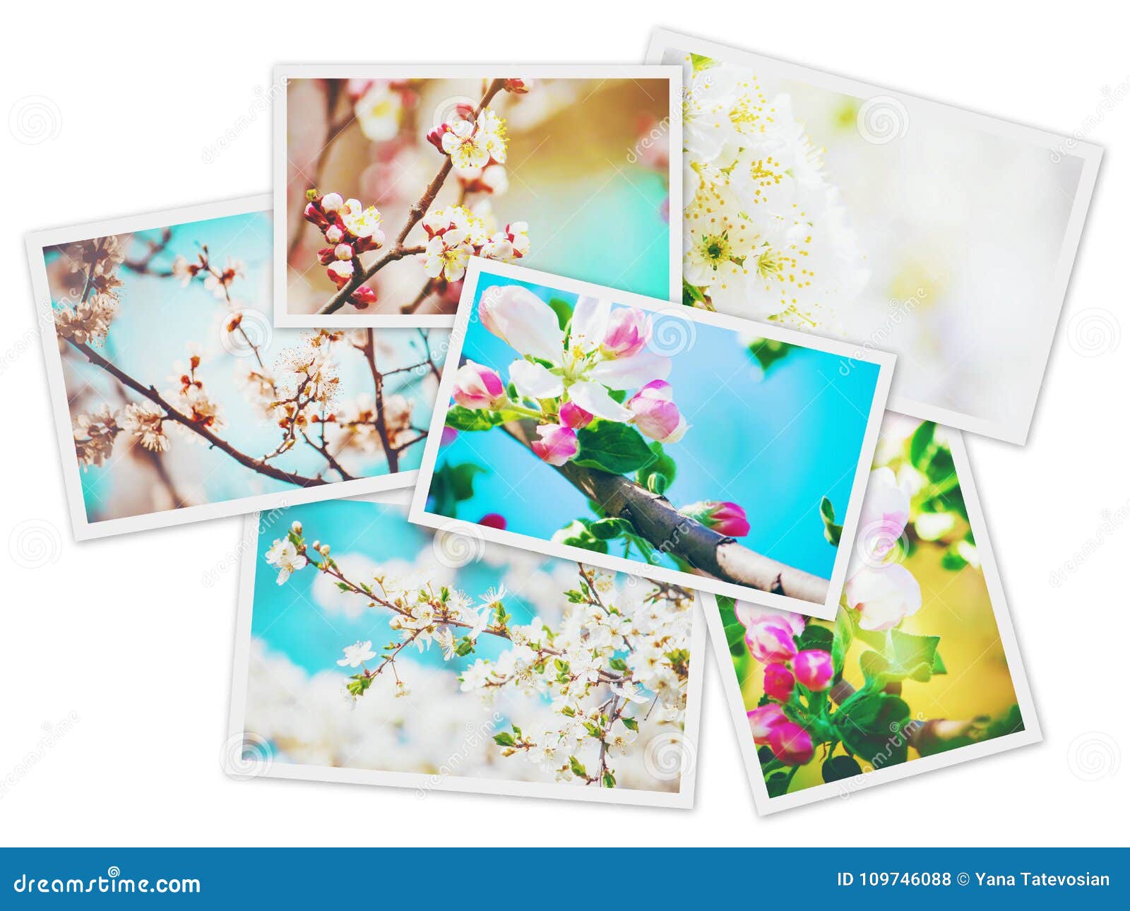 Spring Flowering Trees. Collage Stock Photo - Image of seasons, apricot ...