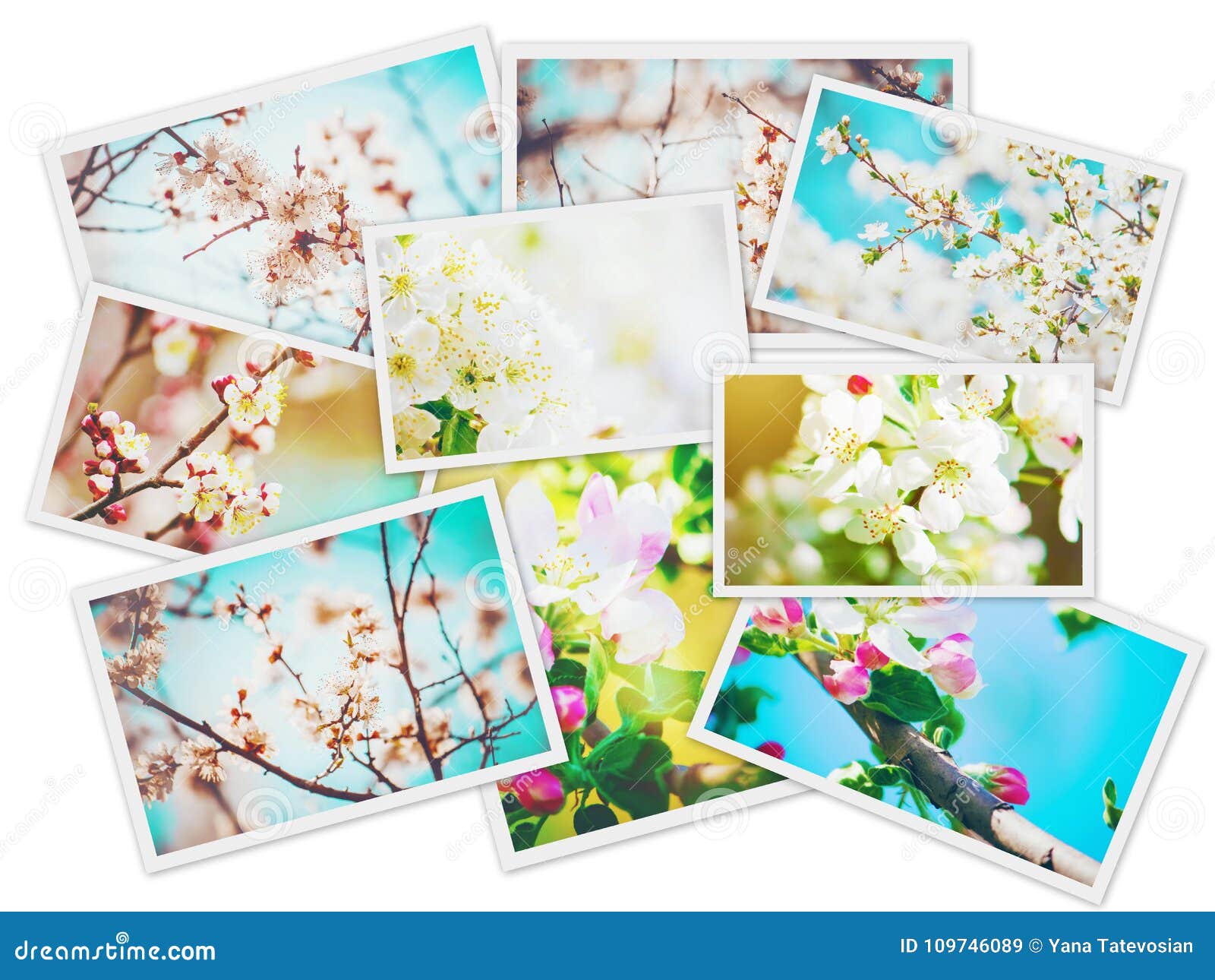 Spring Flowering Trees. Collage Stock Image - Image of postcard ...