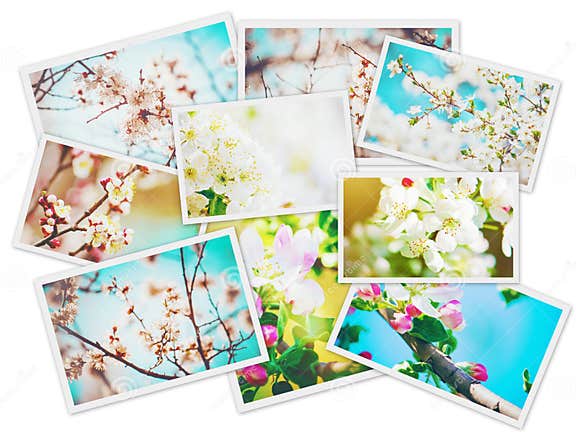 Spring Flowering Trees. Collage Stock Image - Image of postcard ...