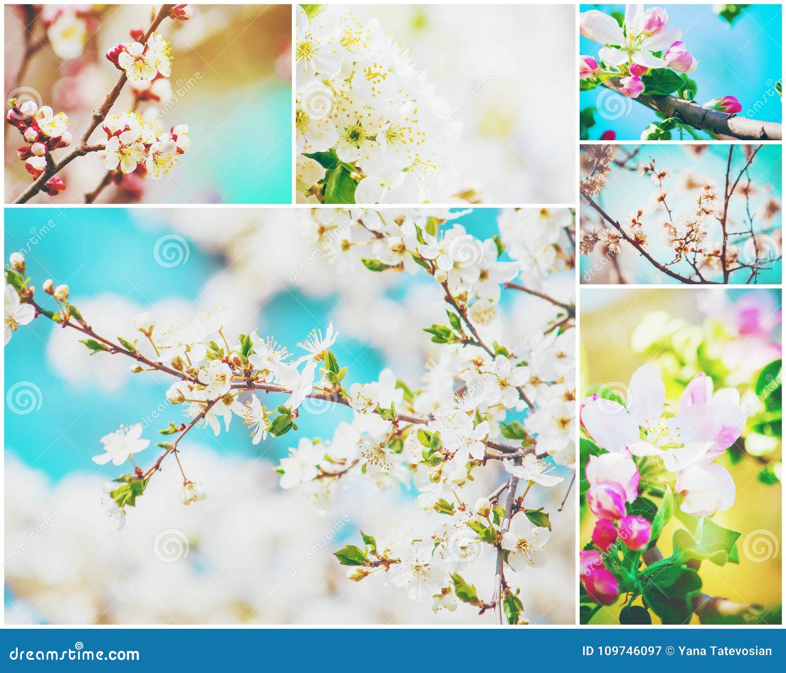 Spring Flowering Trees. Collage Stock Image - Image of flowers, cherry ...