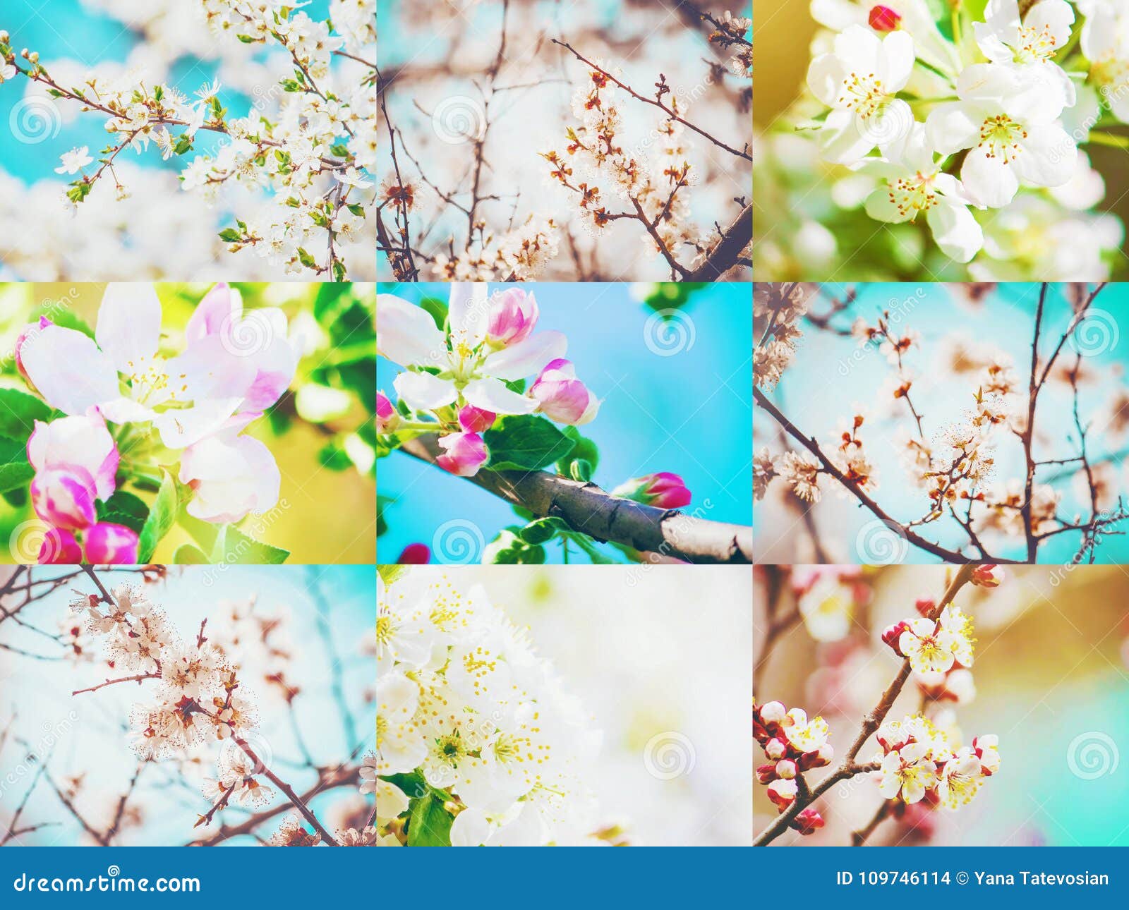 Spring Flowering Trees. Collage Stock Photo - Image of congratulation ...