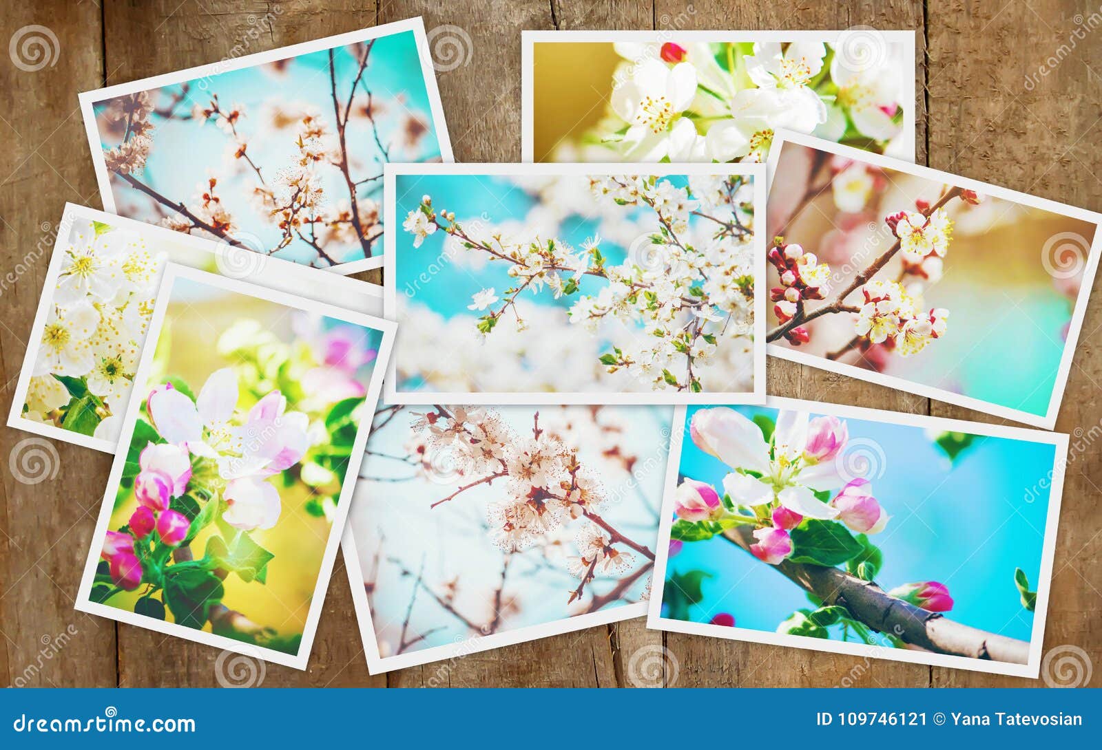 Spring Flowering Trees. Collage Stock Image - Image of plum, blue ...