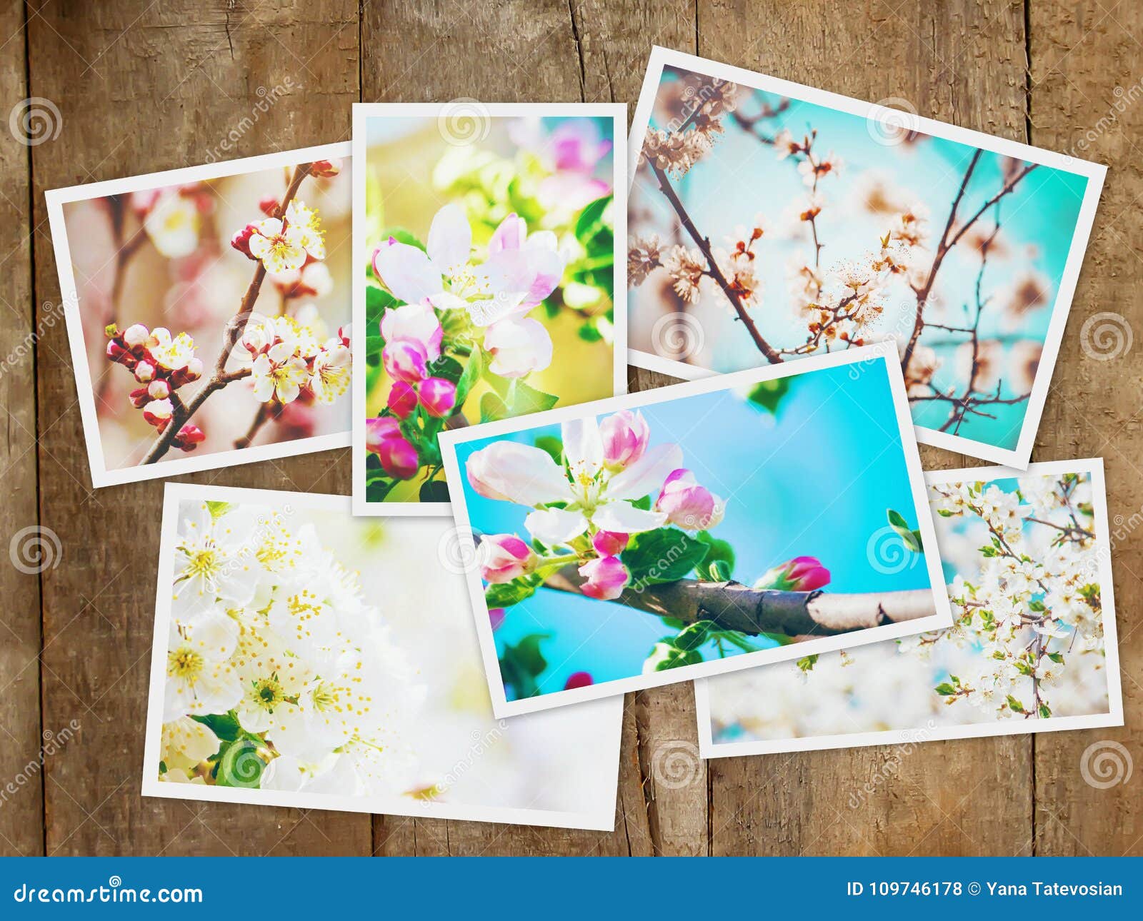 Spring Flowering Trees. Collage Stock Photo - Image of congratulations ...