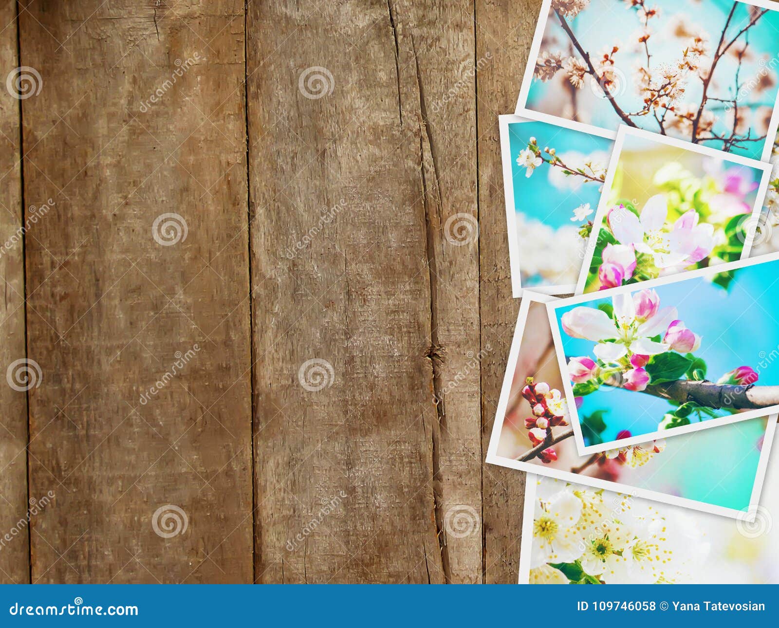 Spring Flowering Trees. Collage Stock Photo - Image of beautiful, cover ...