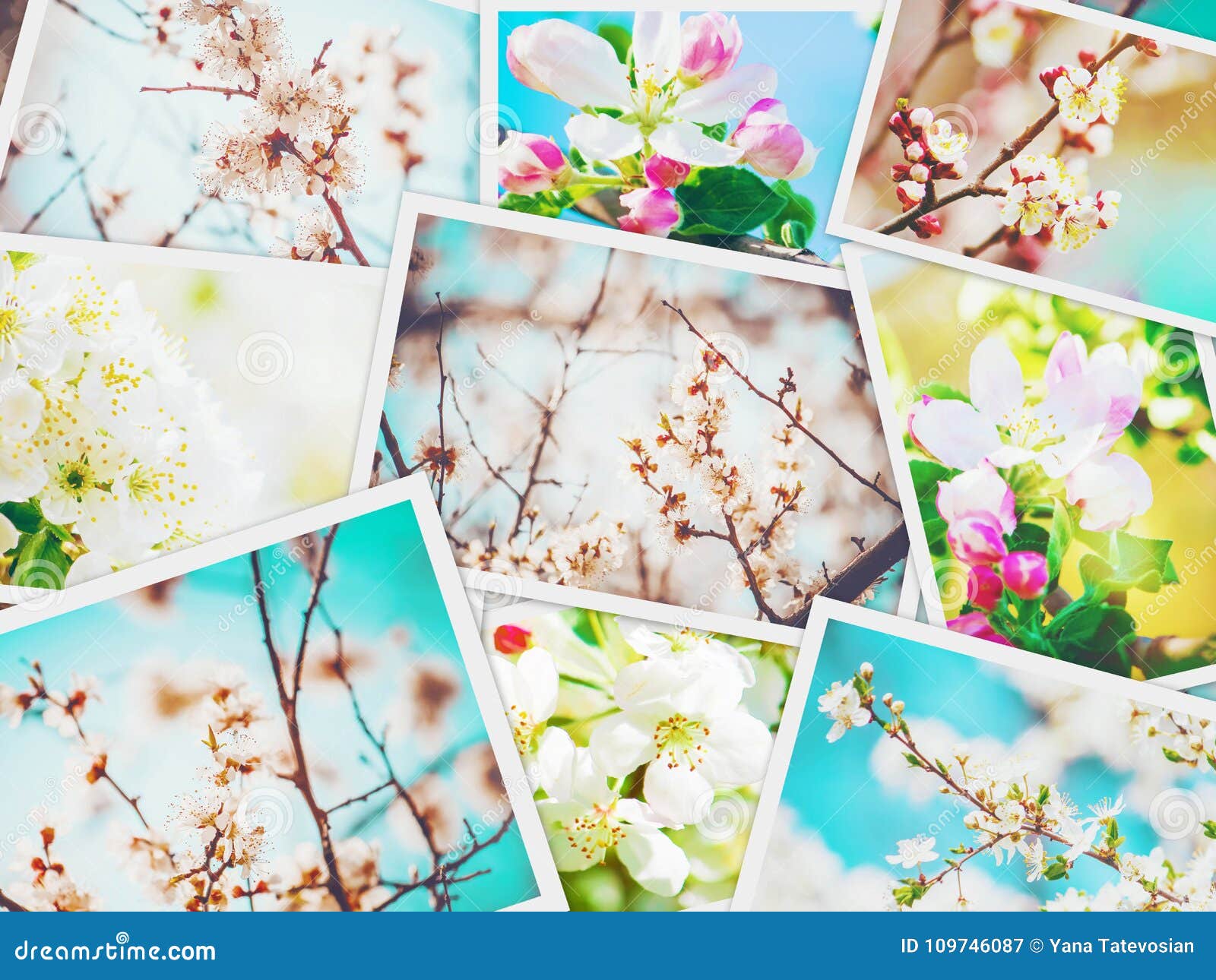 Spring Flowering Trees. Collage Stock Image - Image of copy, apple ...