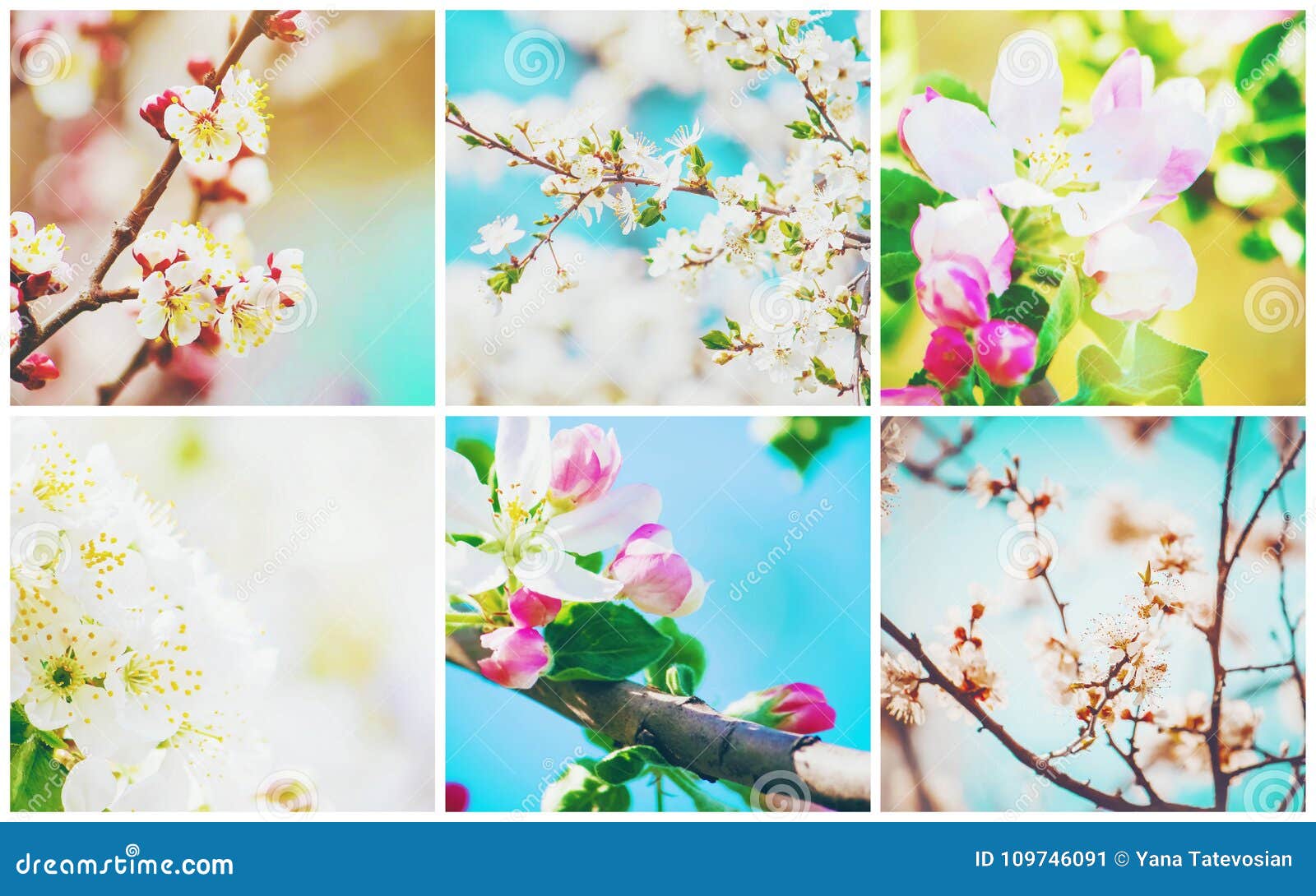 Spring Flowering Trees. Collage Stock Image - Image of pamas, happiness ...