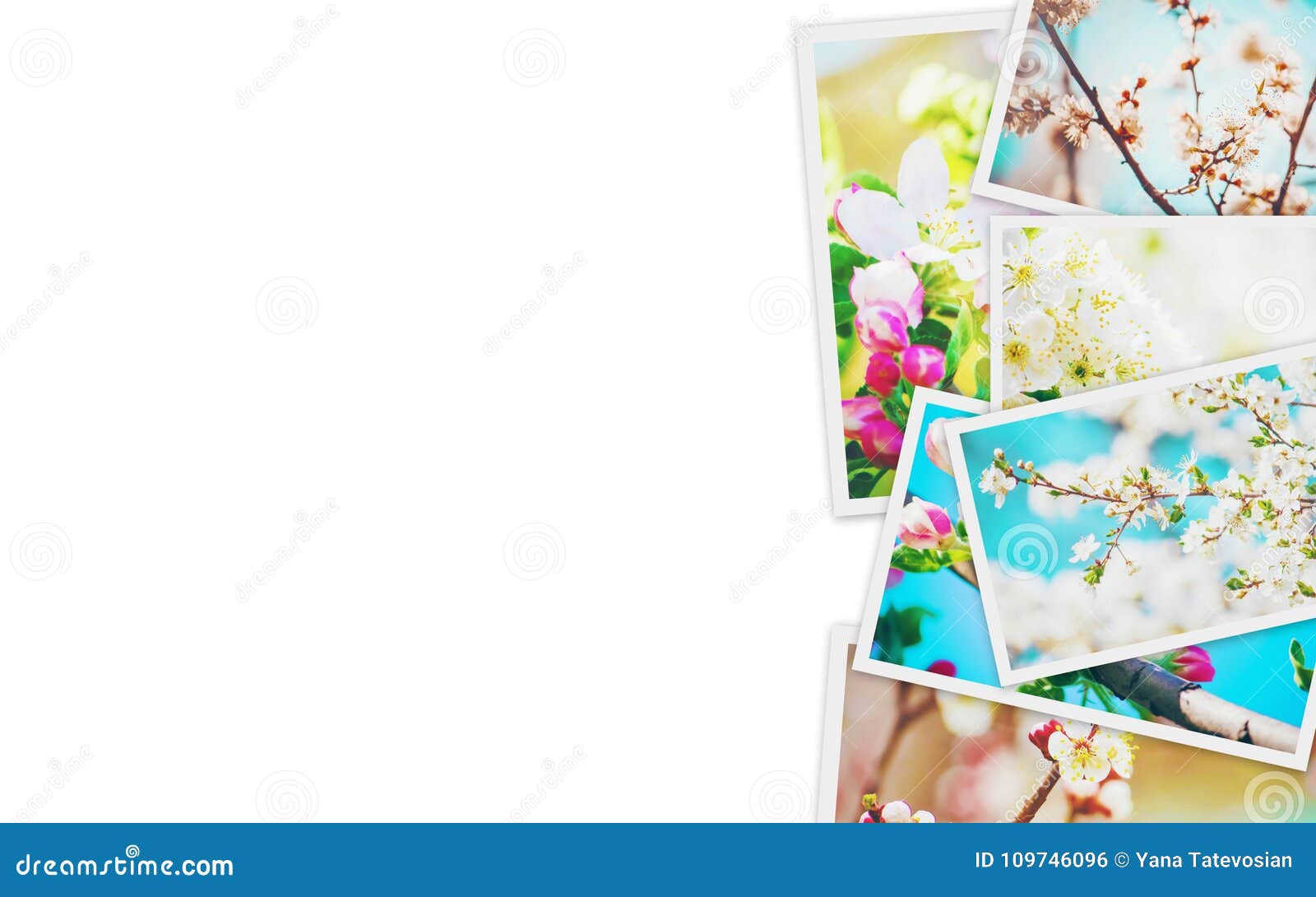 Spring Flowering Trees. Collage Stock Photo - Image of memory, banner ...
