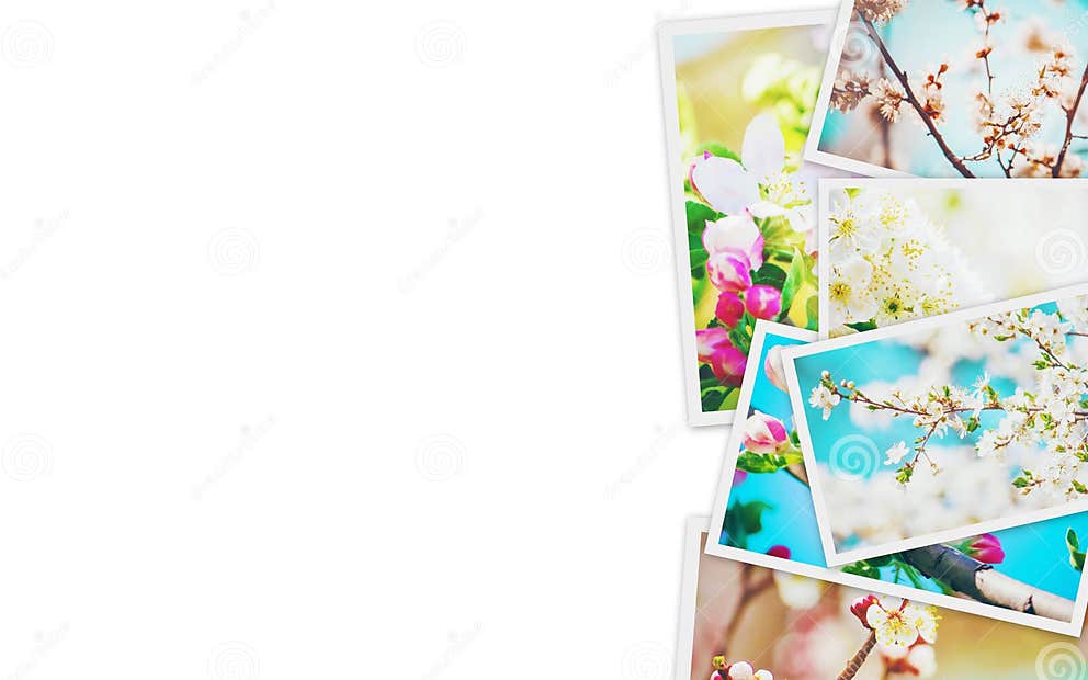 Spring Flowering Trees. Collage Stock Photo - Image of memory, banner ...
